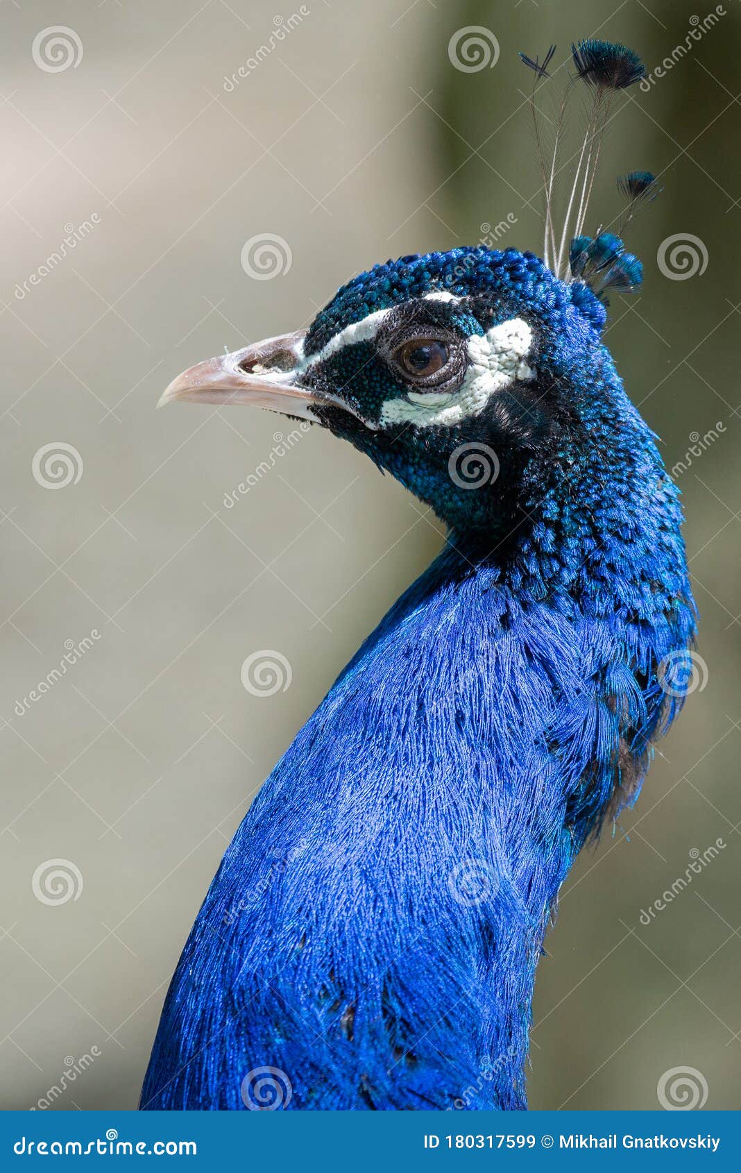 Peacock Head Portrait. Close-up, Pretty Peacock Face Stock Image ...