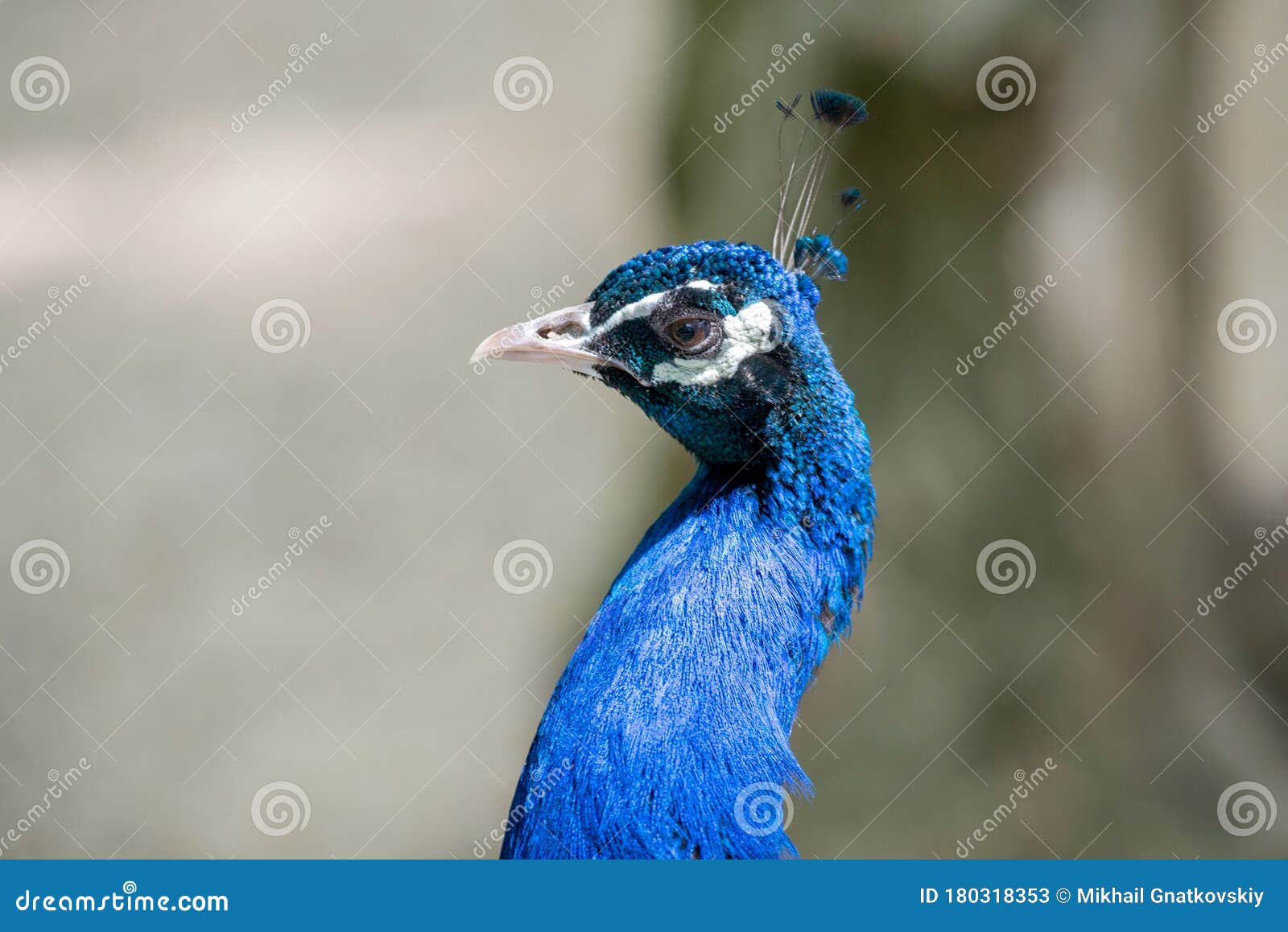 Peacock Head Portrait. Close-up, Pretty Peacock Face Stock Image ...