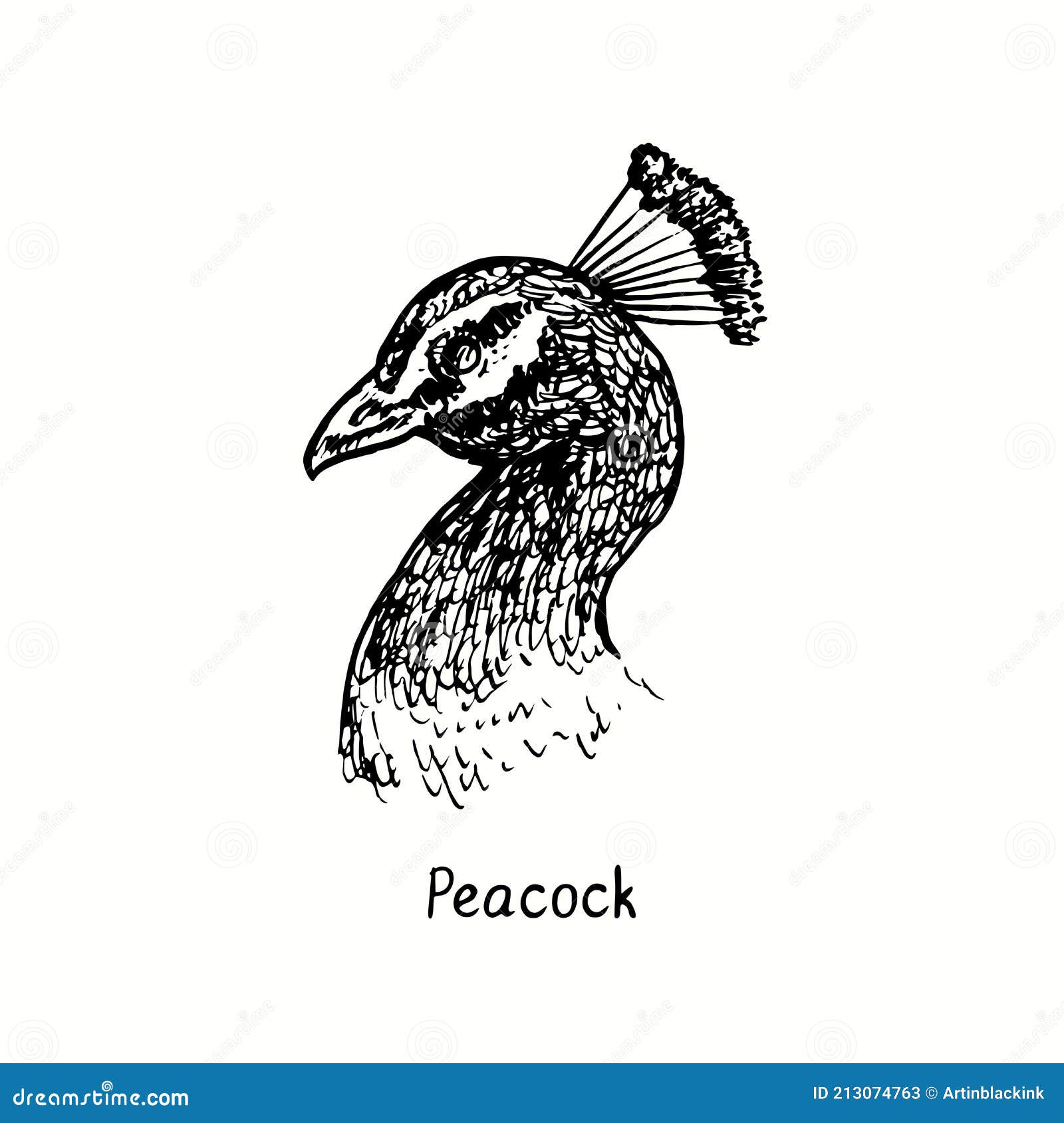Peacock Head Side View Ink Black And White Doodle Drawing In Woodcut Outline Style Stock Vector