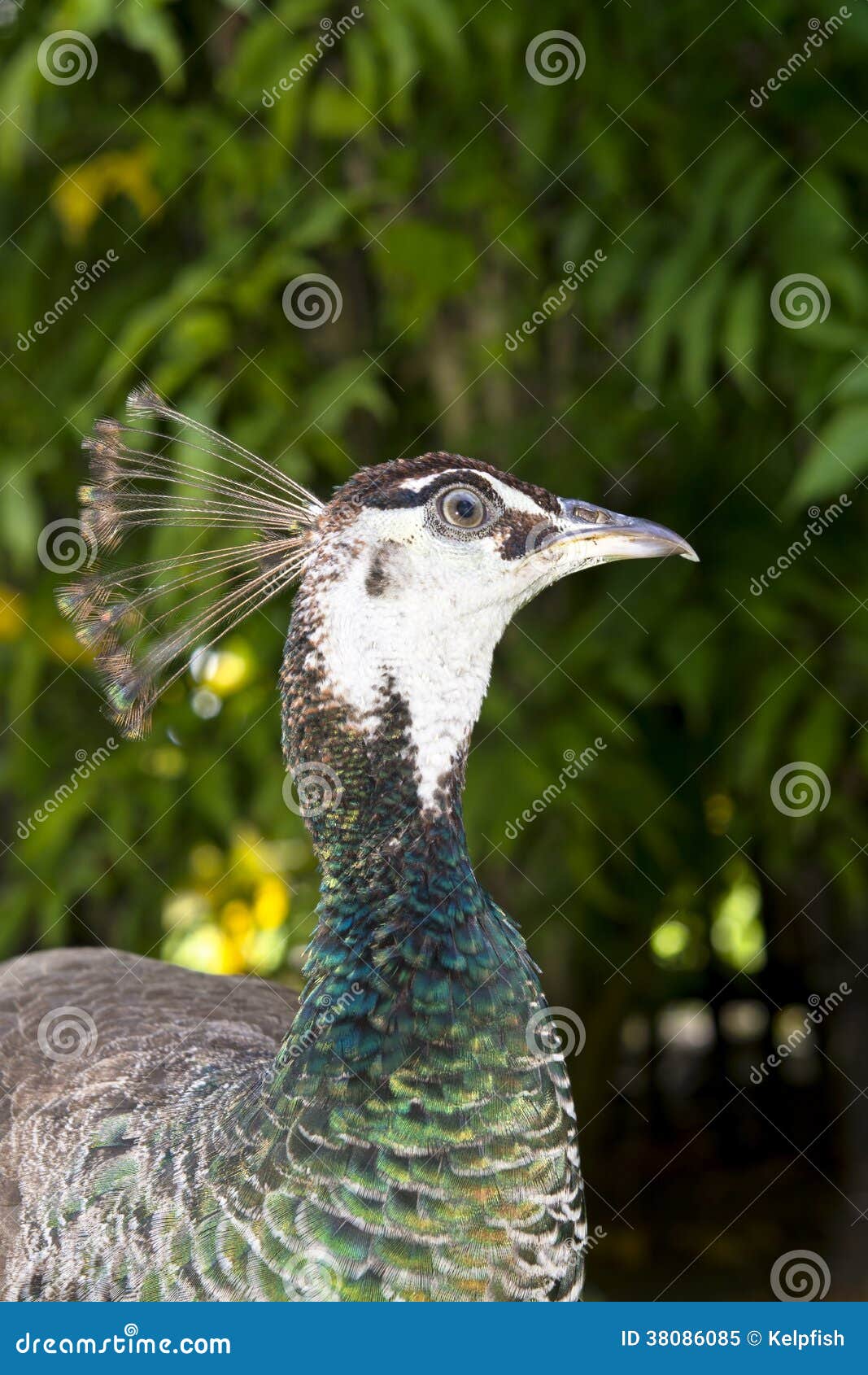 Peacock hen stock image. Image of close, profile, bird - 38086085