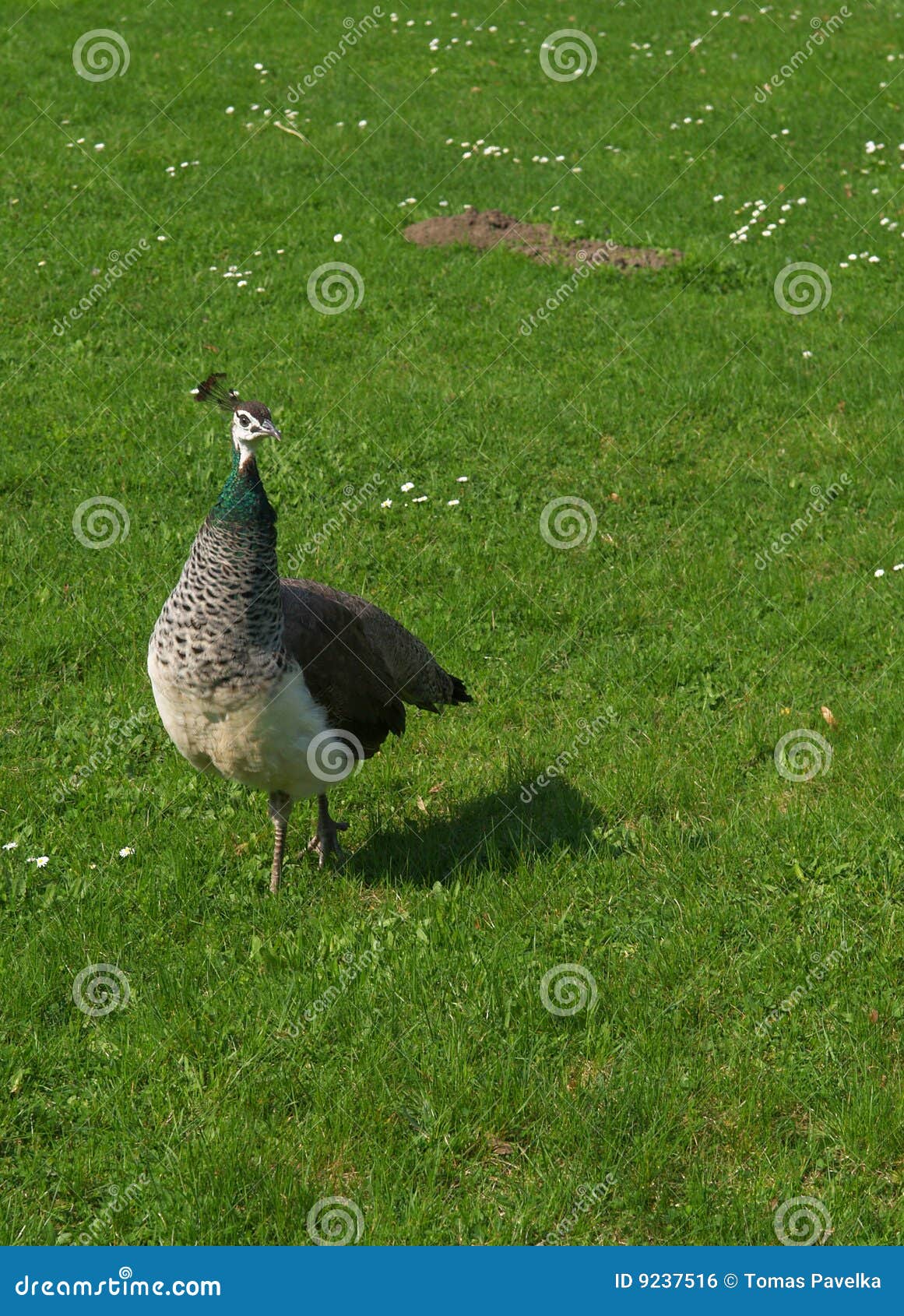 Peacock hen stock photo. Image of shade, head, feather - 9237516