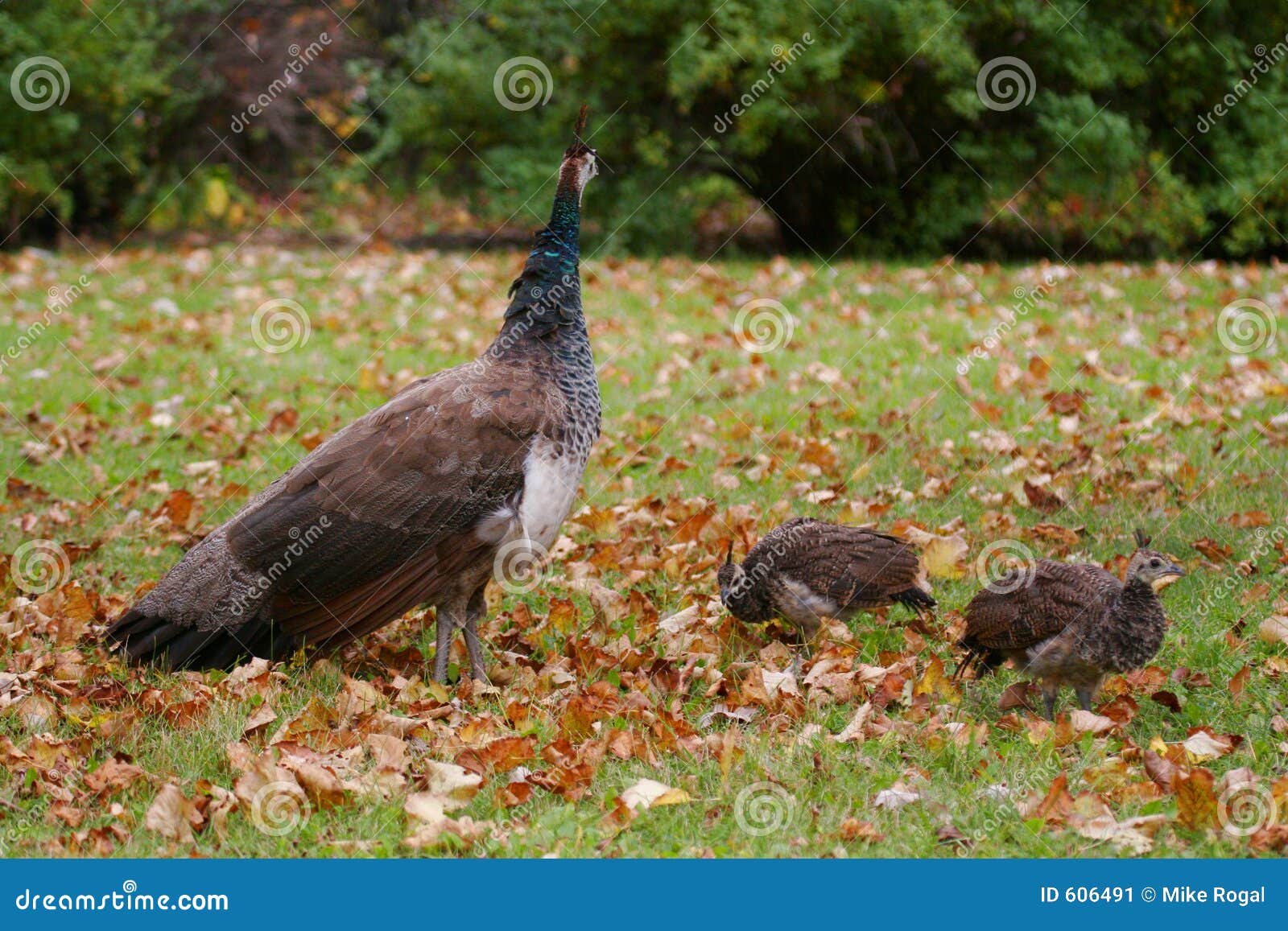 Peacock Hen And Chicks Stock Image Image 606491