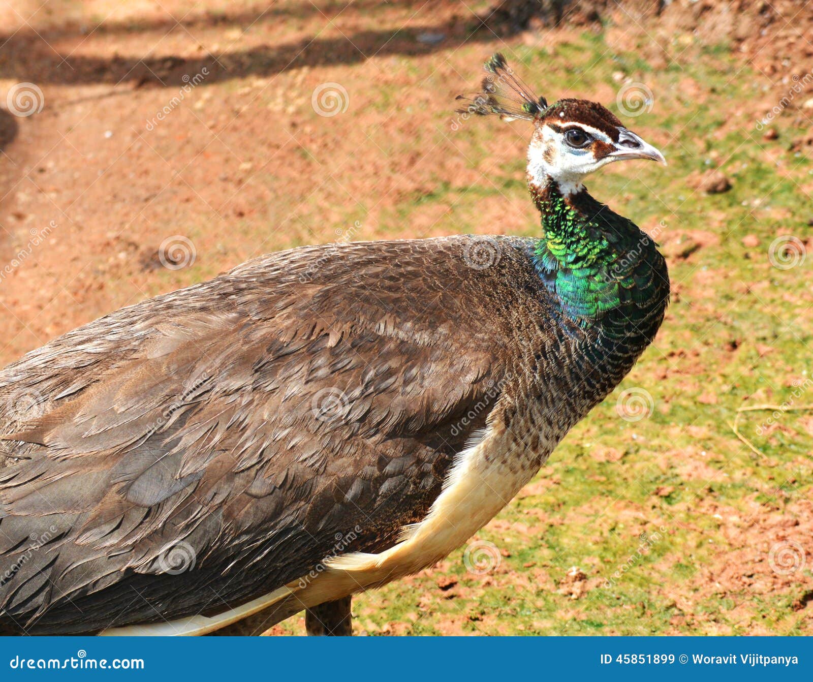 Peacock hen stock image. Image of focus, feather, peahen - 45851899