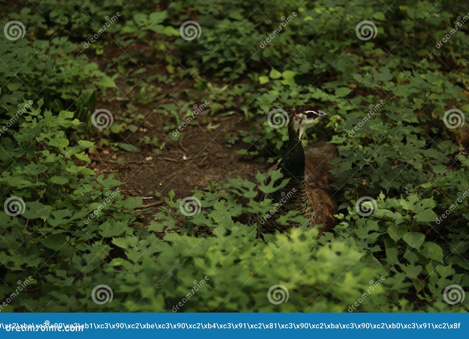 Peacock hide in the bushes stock photo. Image of bushes - 228043418