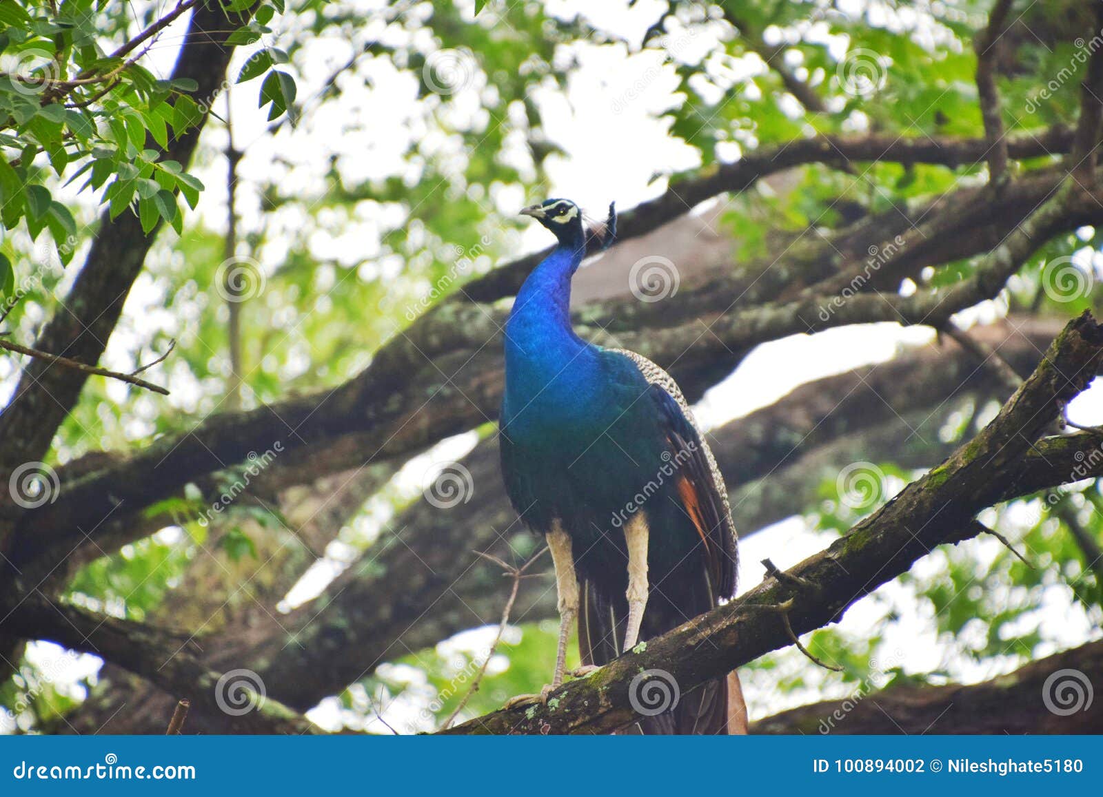 Peacock His Natural Habitat Stock Photos - Free & Royalty-Free Stock ...
