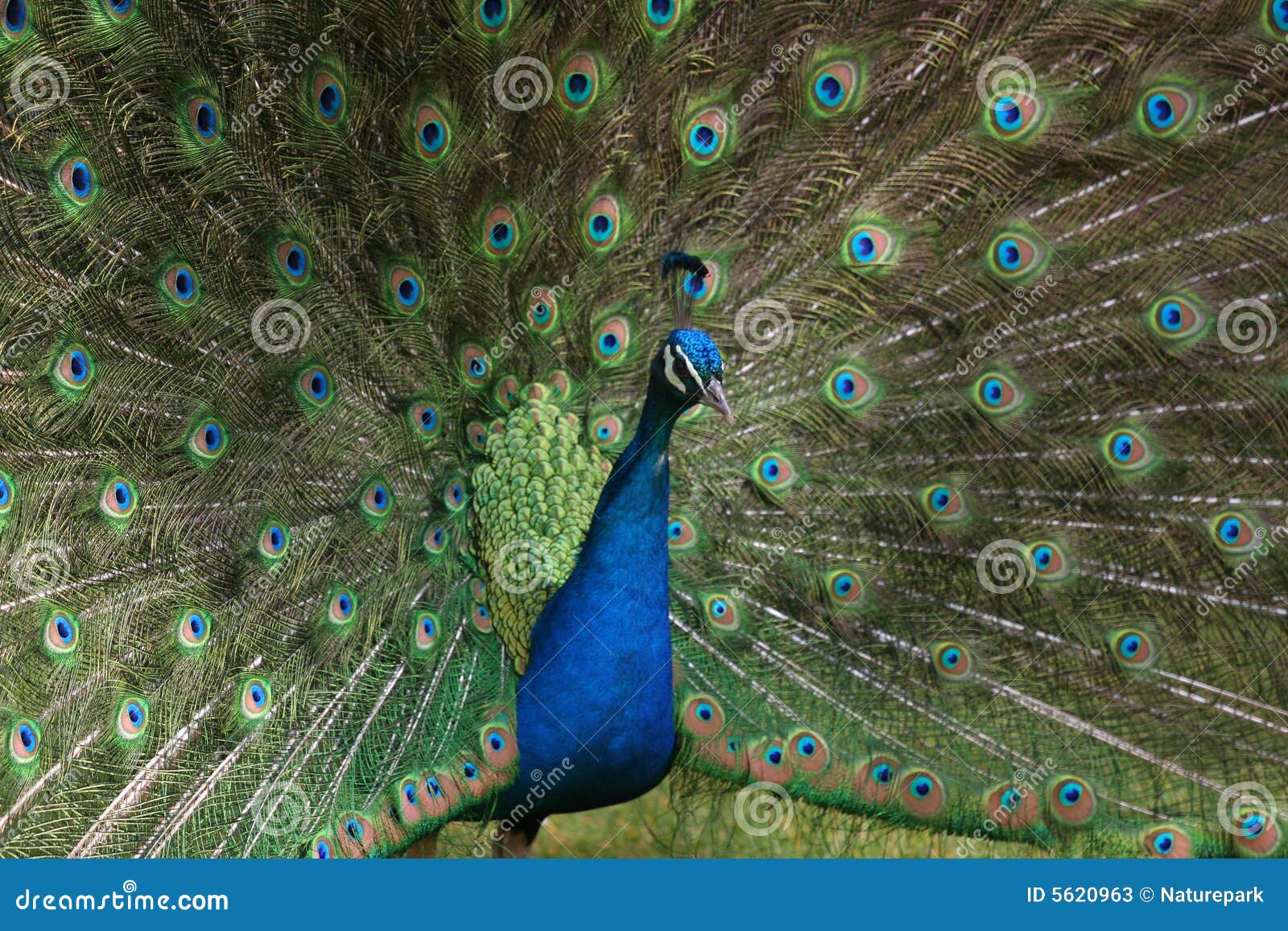 A Peacock In His Pride Picture. Image: 5620963