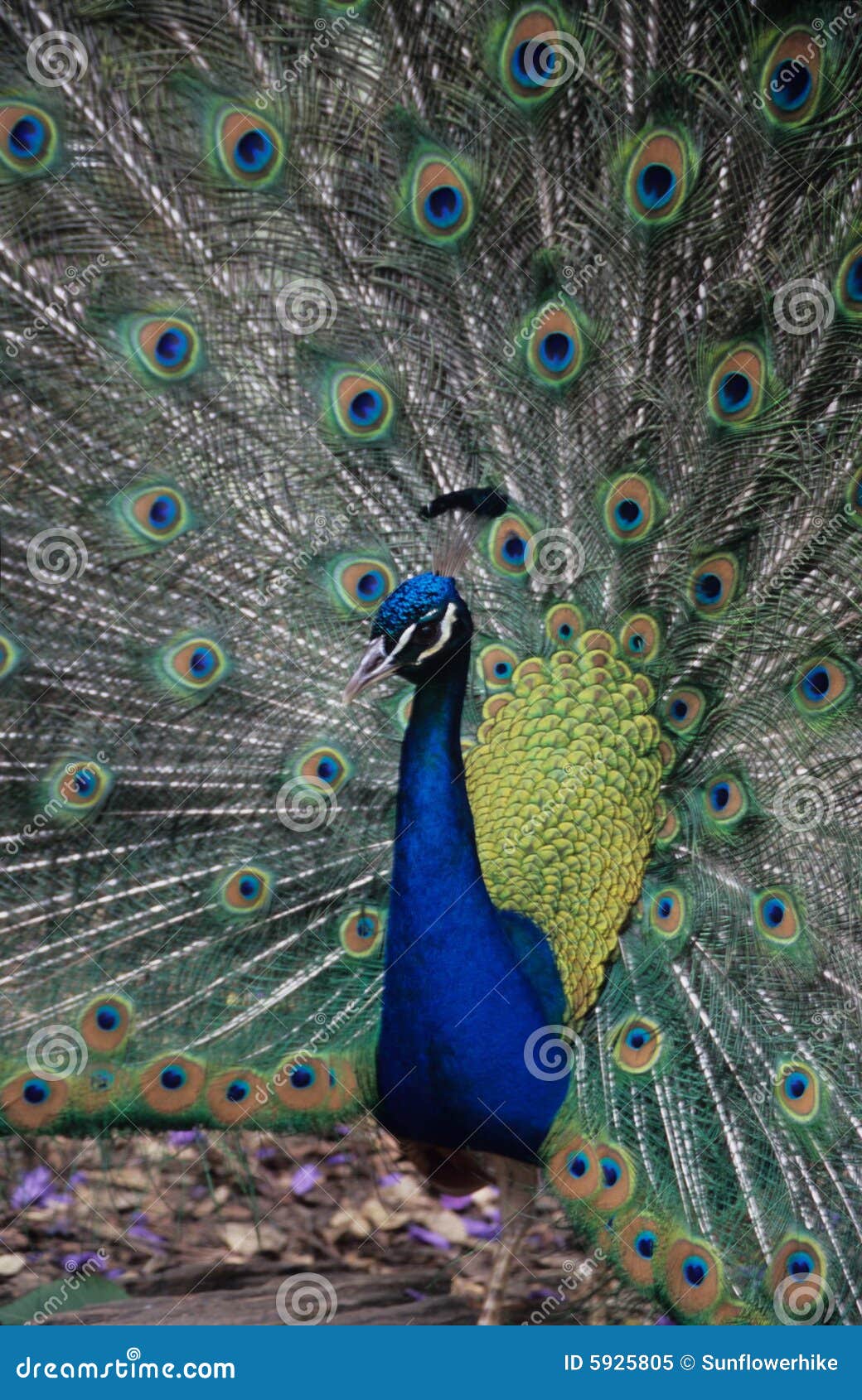 Peacock Pride Royalty-Free Stock Photography | CartoonDealer.com #23259605