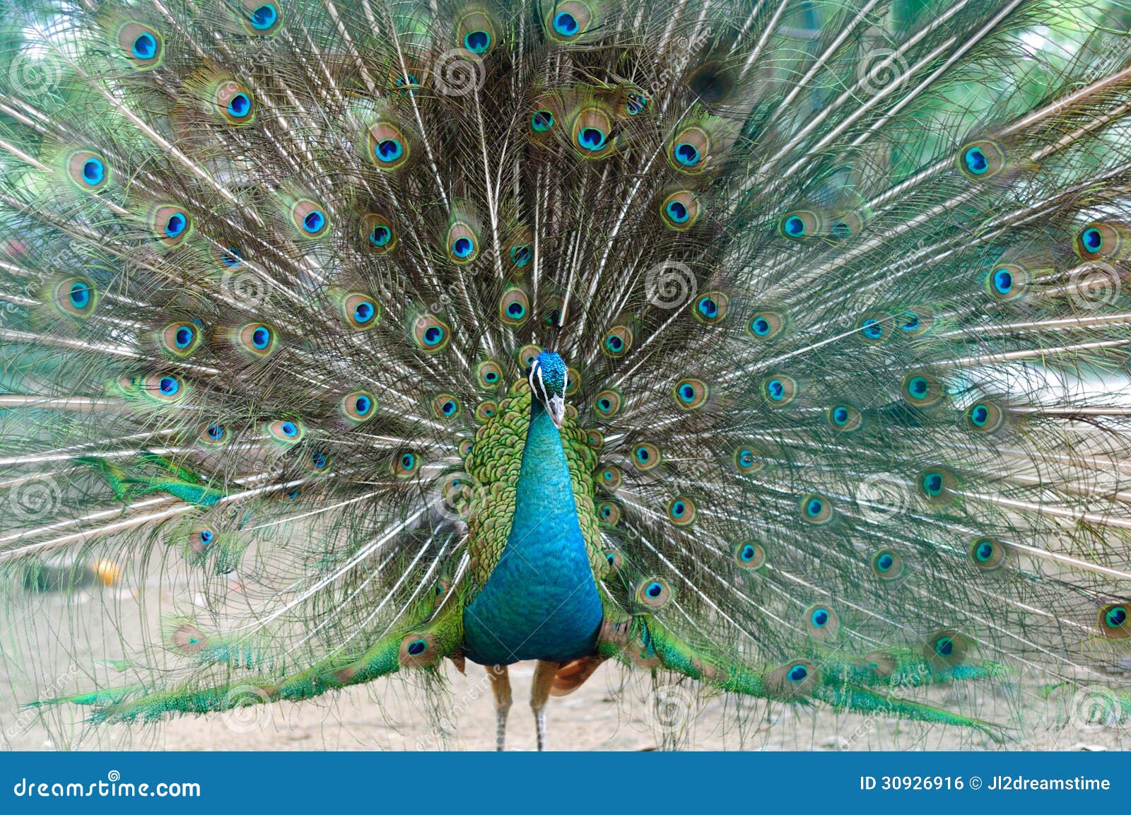 Peacock Pride Royalty-Free Stock Photography | CartoonDealer.com #23259605