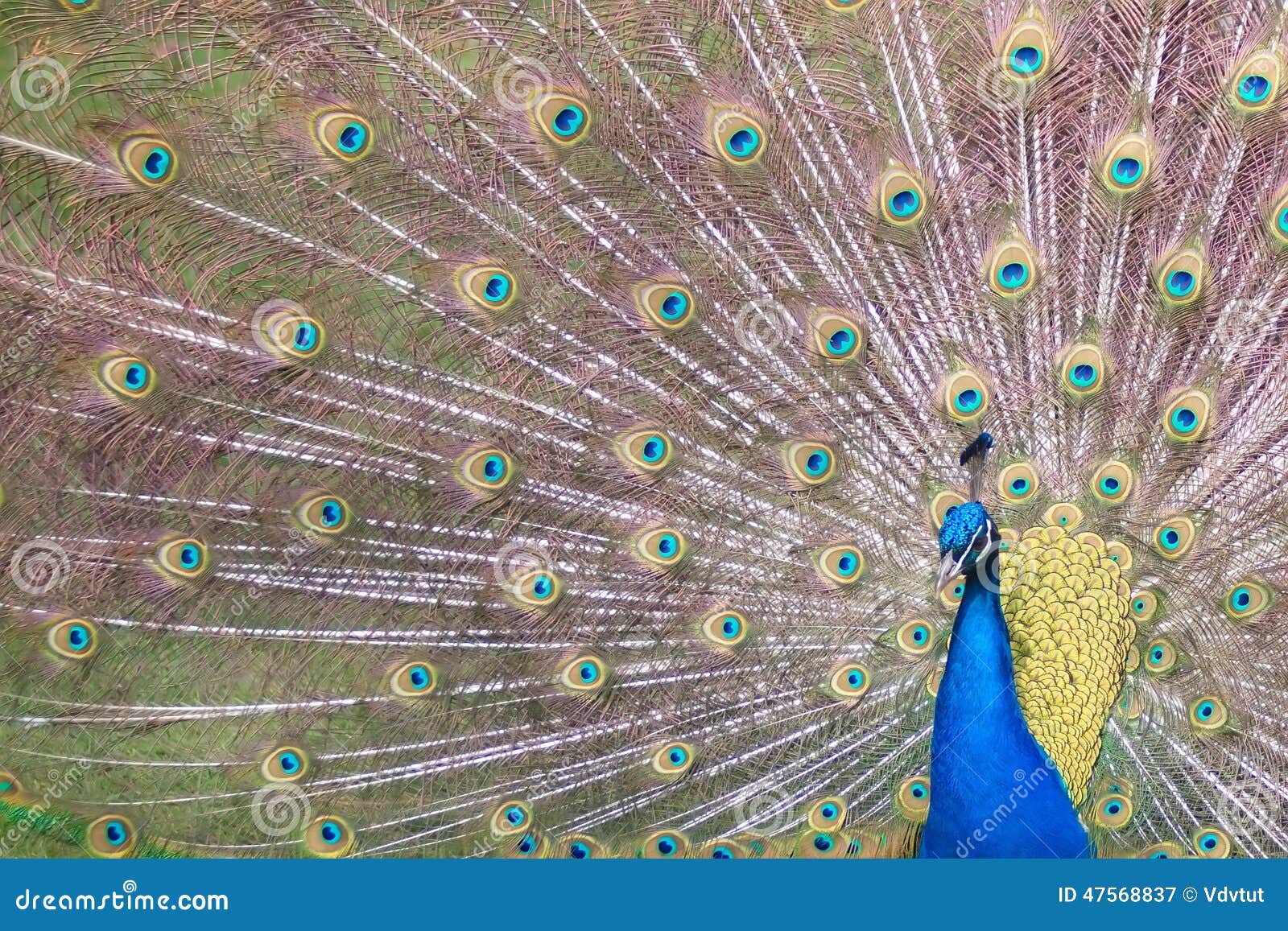 Peacock and His Tale, Victoria, BC, Canada Stock Image - Image of tail ...