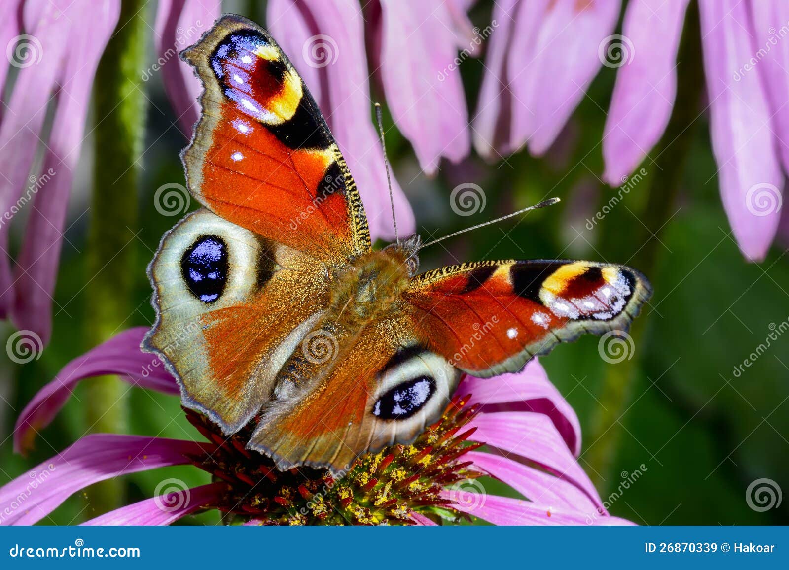 Peacock, inachis io stock image. Image of flapping, comma - 26870339