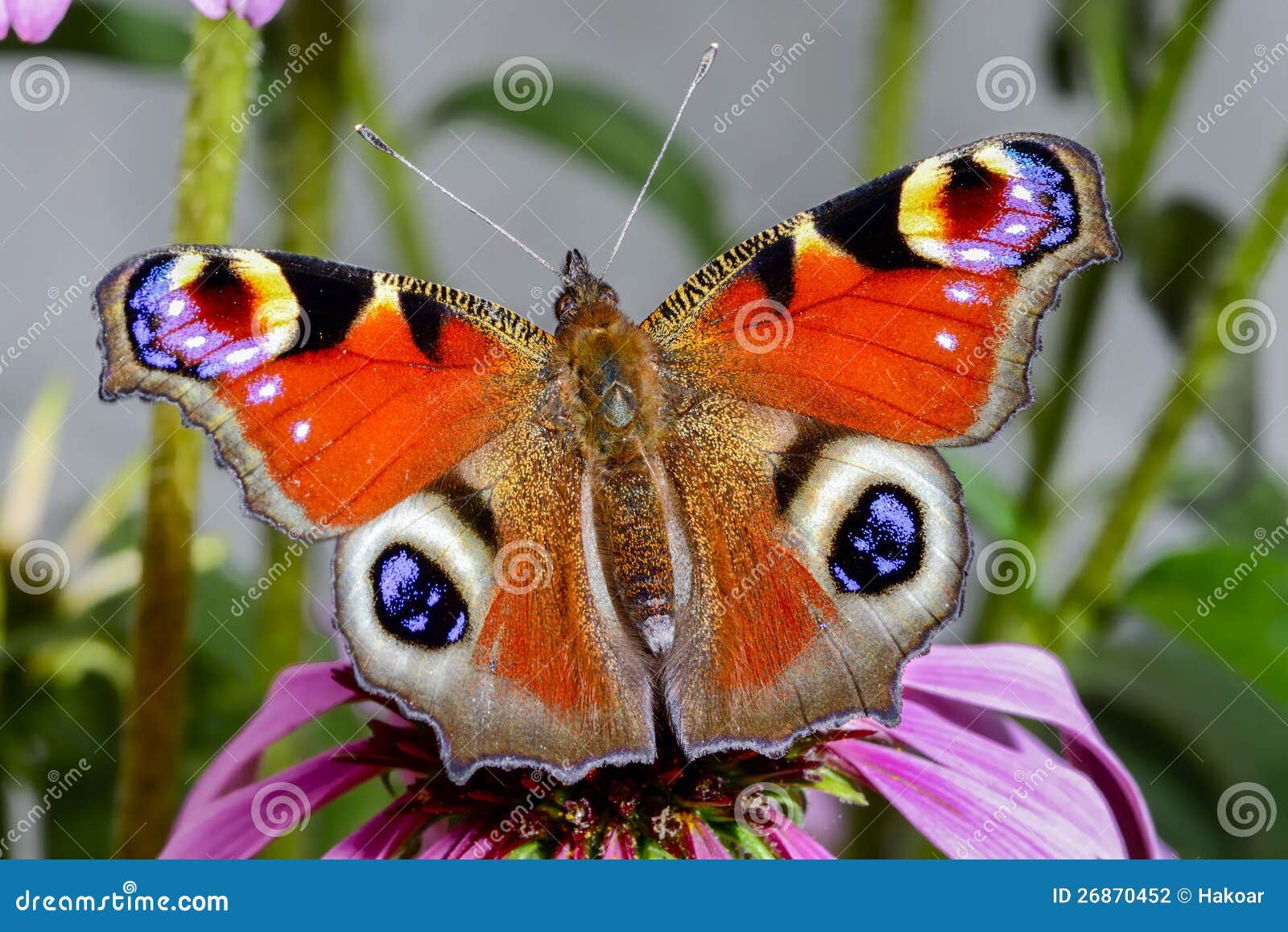 Peacock, inachis io stock photo. Image of nymphalidae - 26870452
