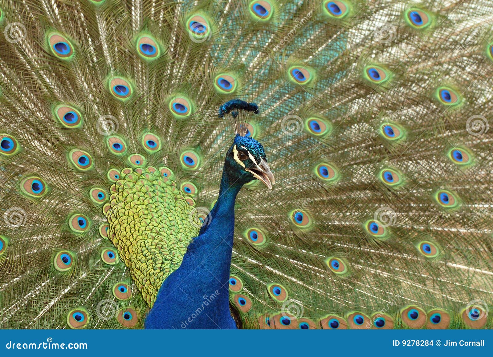 Peacock Indian peafowl stock photo. Image of bird, fowl - 9278284