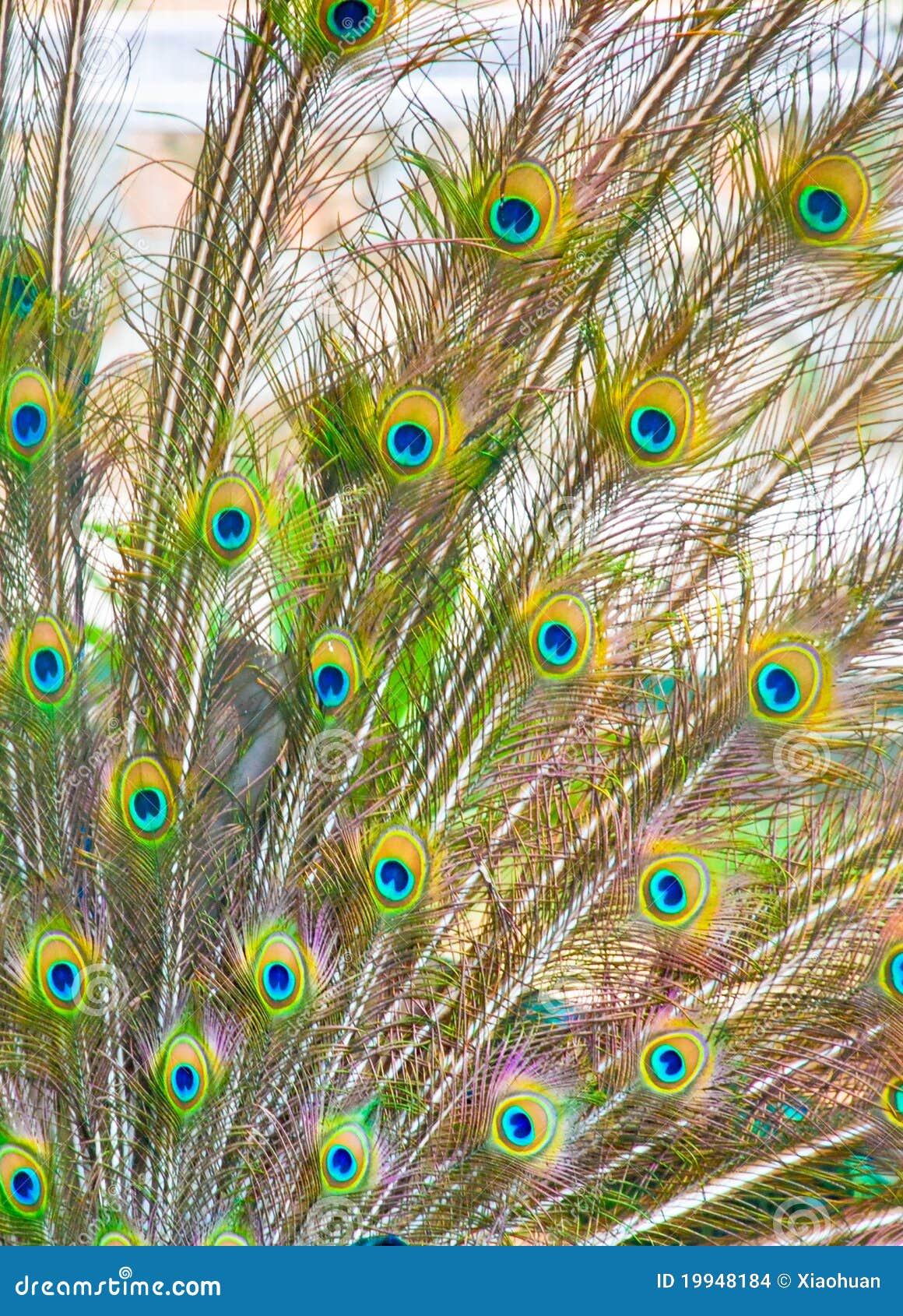 Peacock indumentum stock photo. Image of close, tropical - 19948184