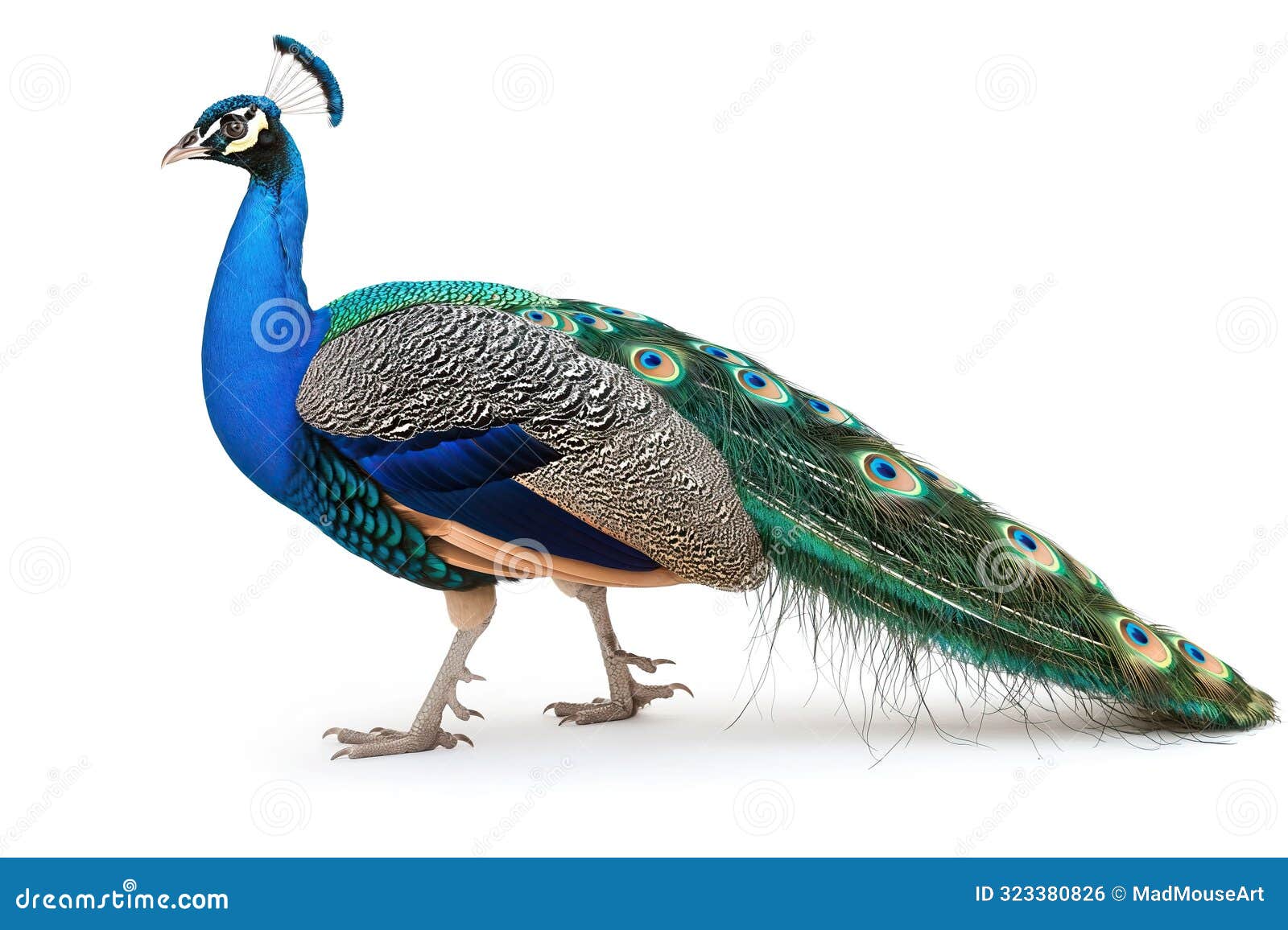 Peacock Isolated on the White Background Stock Illustration ...