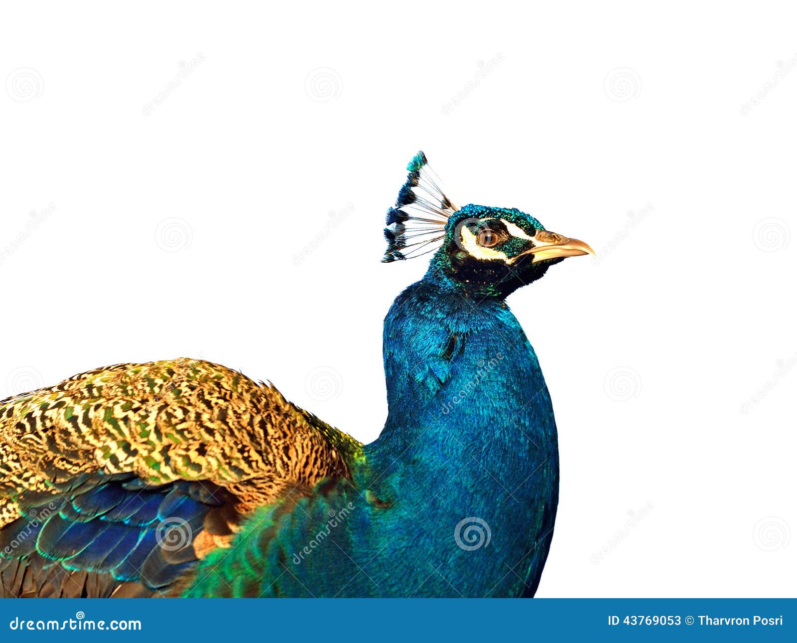 Peacock Isolated on White Background Stock Image - Image of male ...