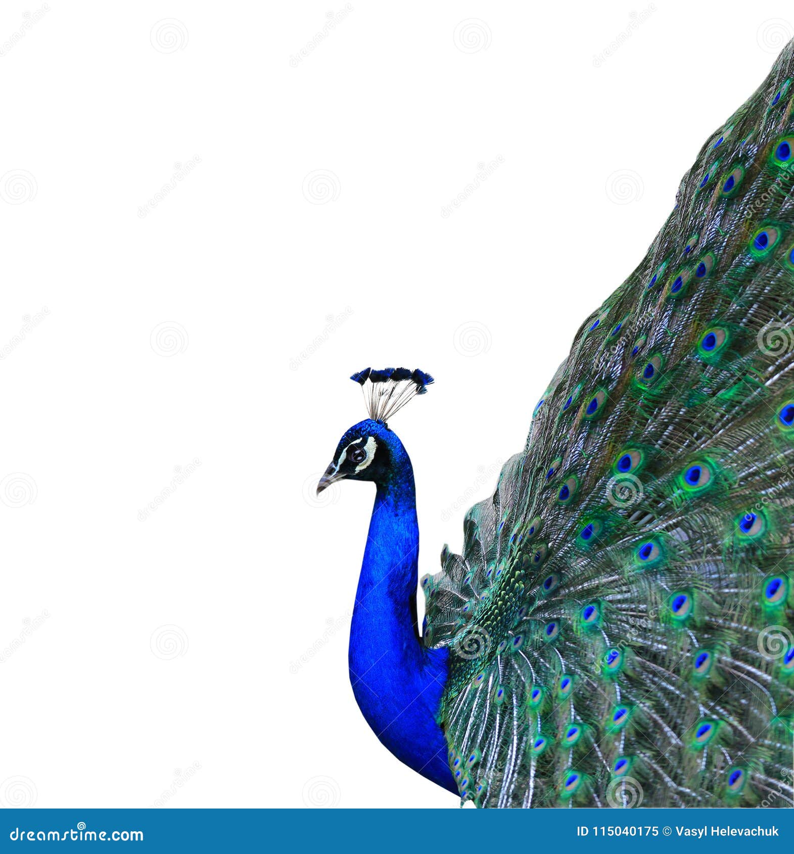 Peacock stock image. Image of themes, habitat, national - 115040175