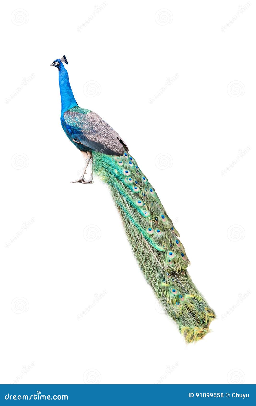 Peacock isolated on white stock photo. Image of blue - 91099558