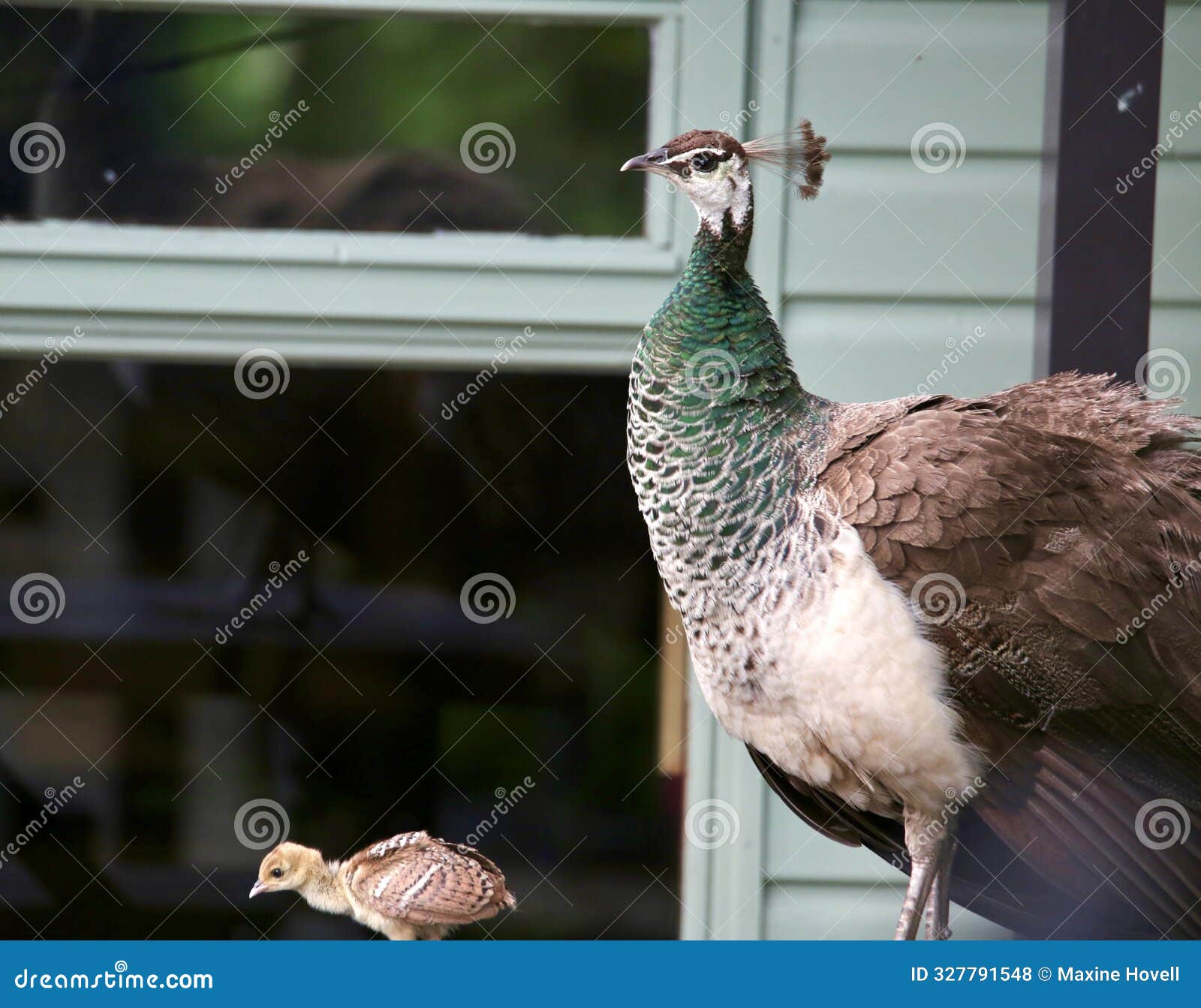 Peacock and its baby stock photo. Image of flying, wildlifephotography ...