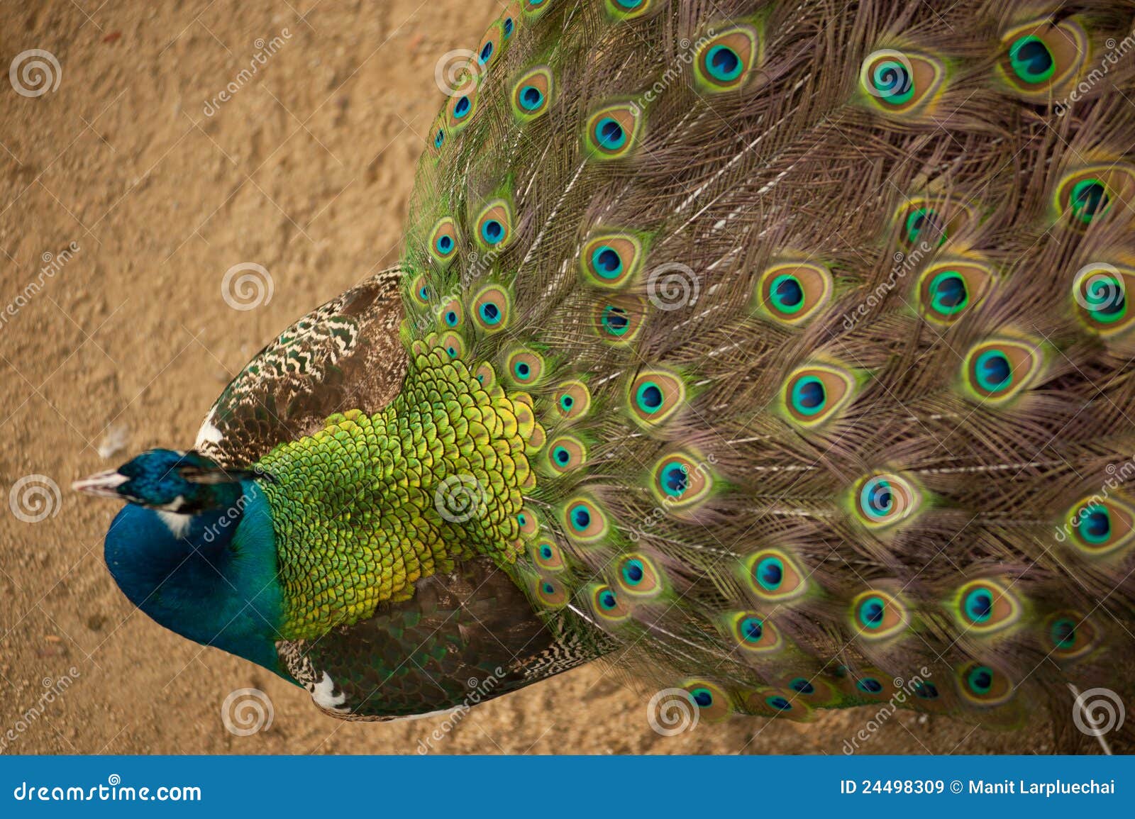 Peacock with Its Feathers Open . Stock Image - Image of feather ...