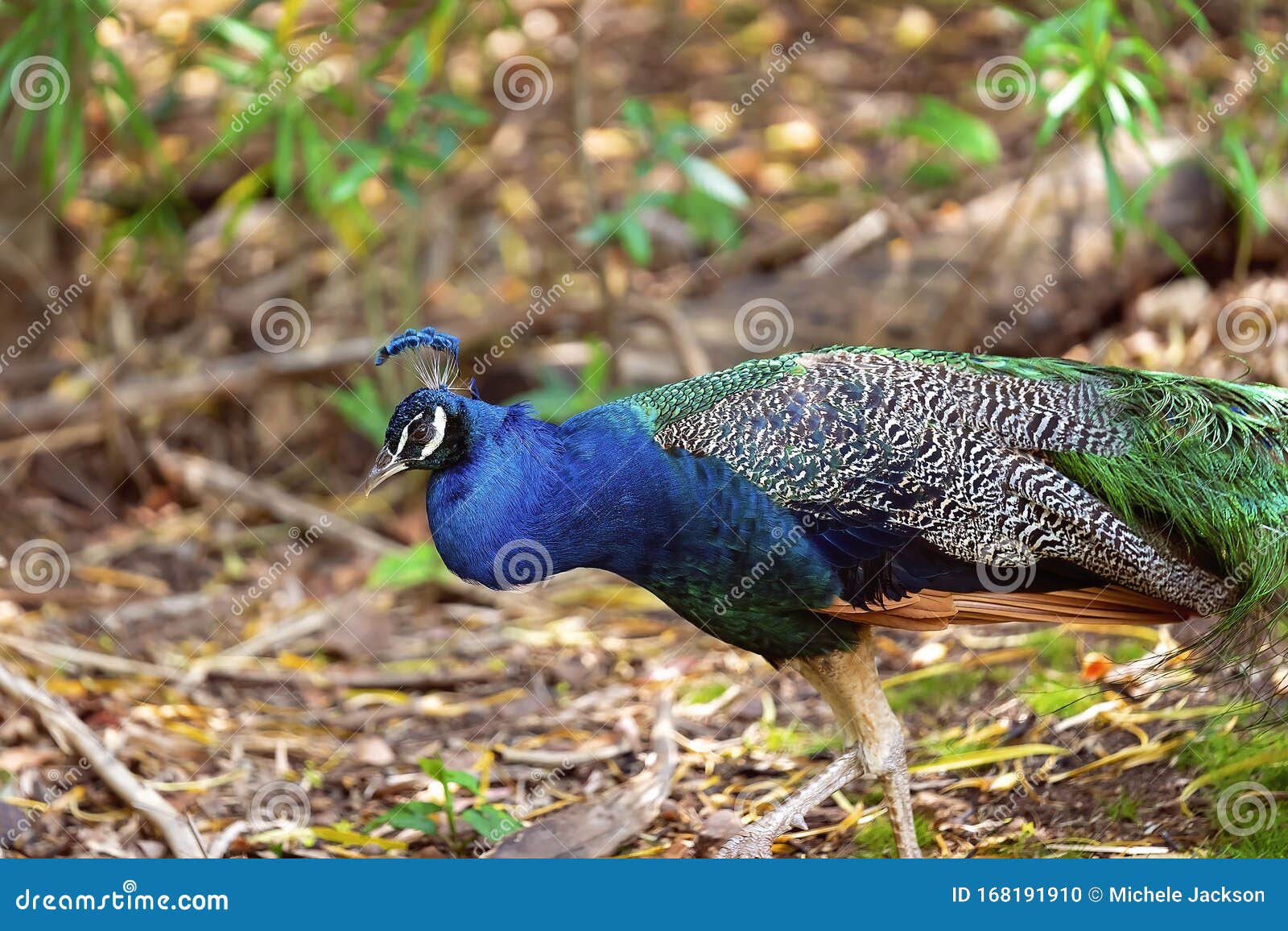 A Peacock with Its Iridescent Feathers Stock Photo - Image of feathers ...
