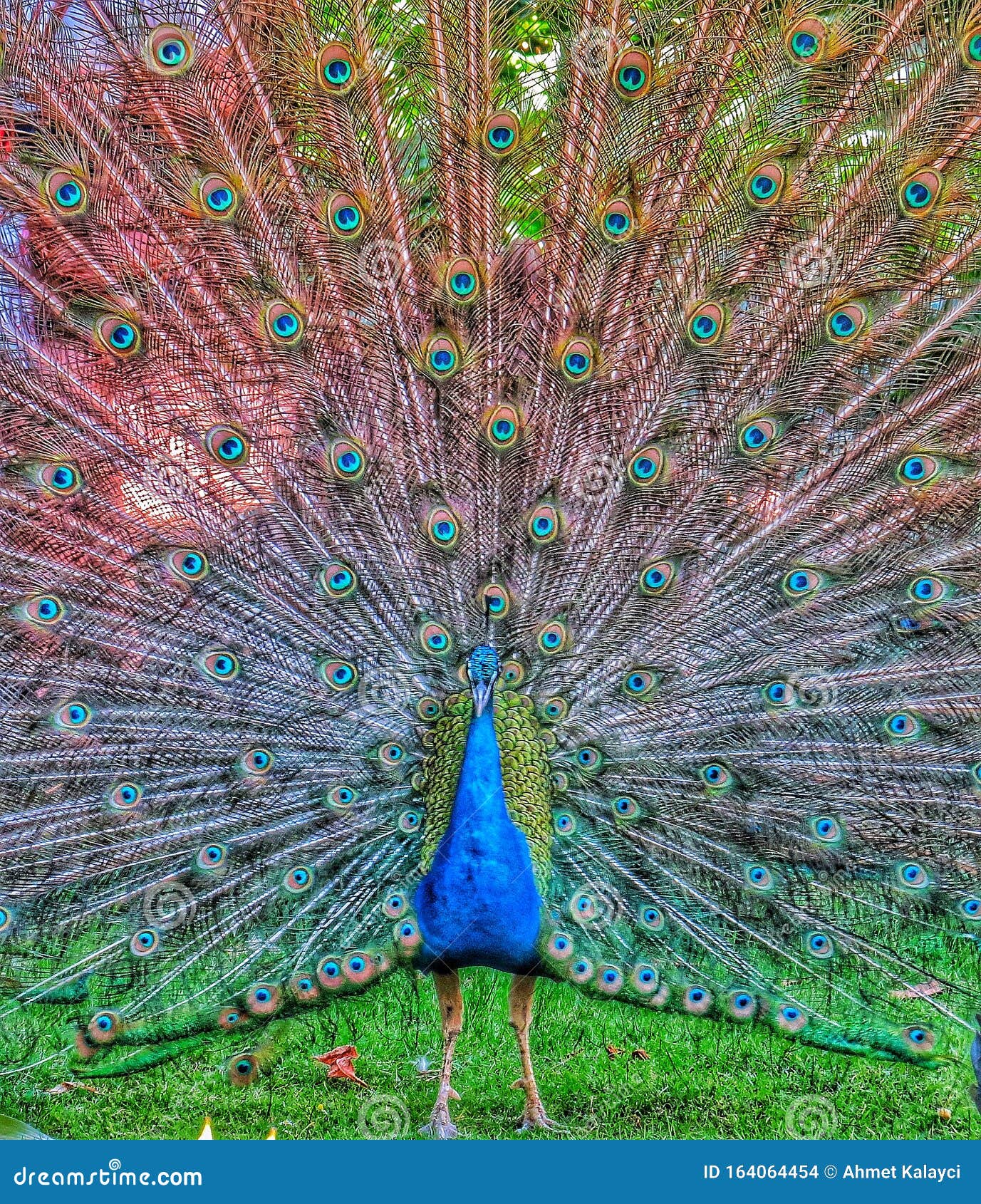 A Peacock with Its Tail Fully Open Stock Photo - Image of scare, fully ...