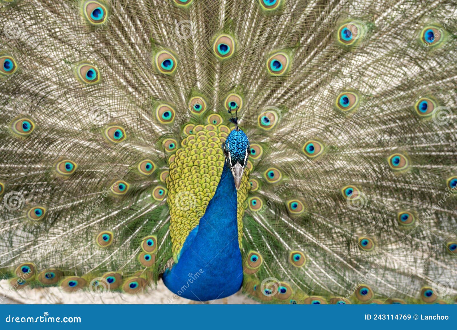 A Peacock with Its Tail Spread Out Showing All Its Splendor and Color ... A Peacock with Its Tail Spread Out Showing All Its Splendor and Color ...