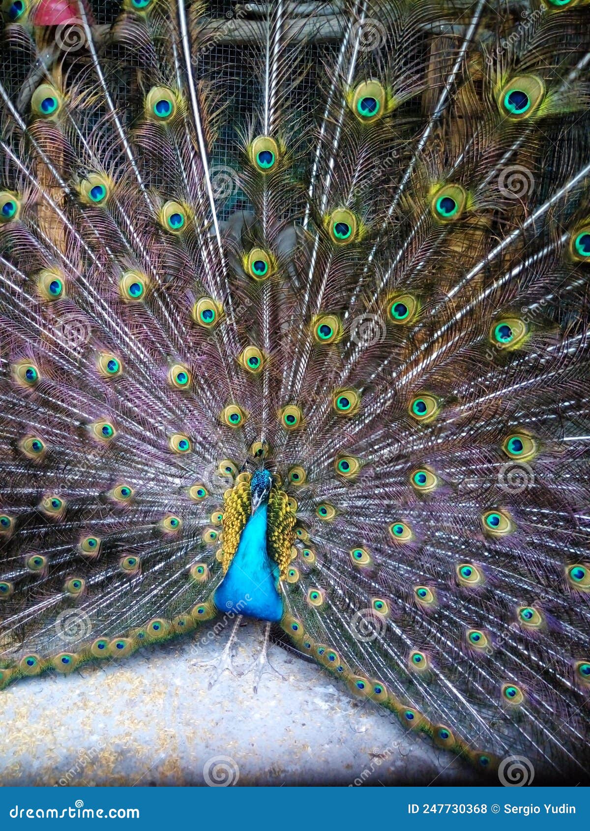 Peacock stock photo. Image of galliformes, green, beak - 247730368