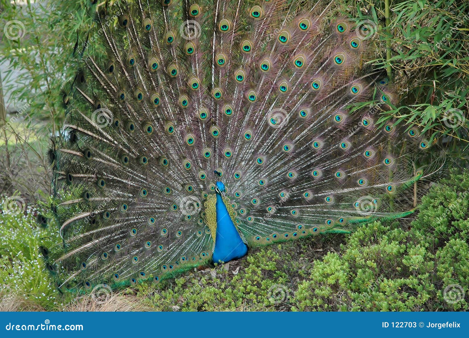 Peacock with large tail stock image. Image of peacock, hidden - 122703