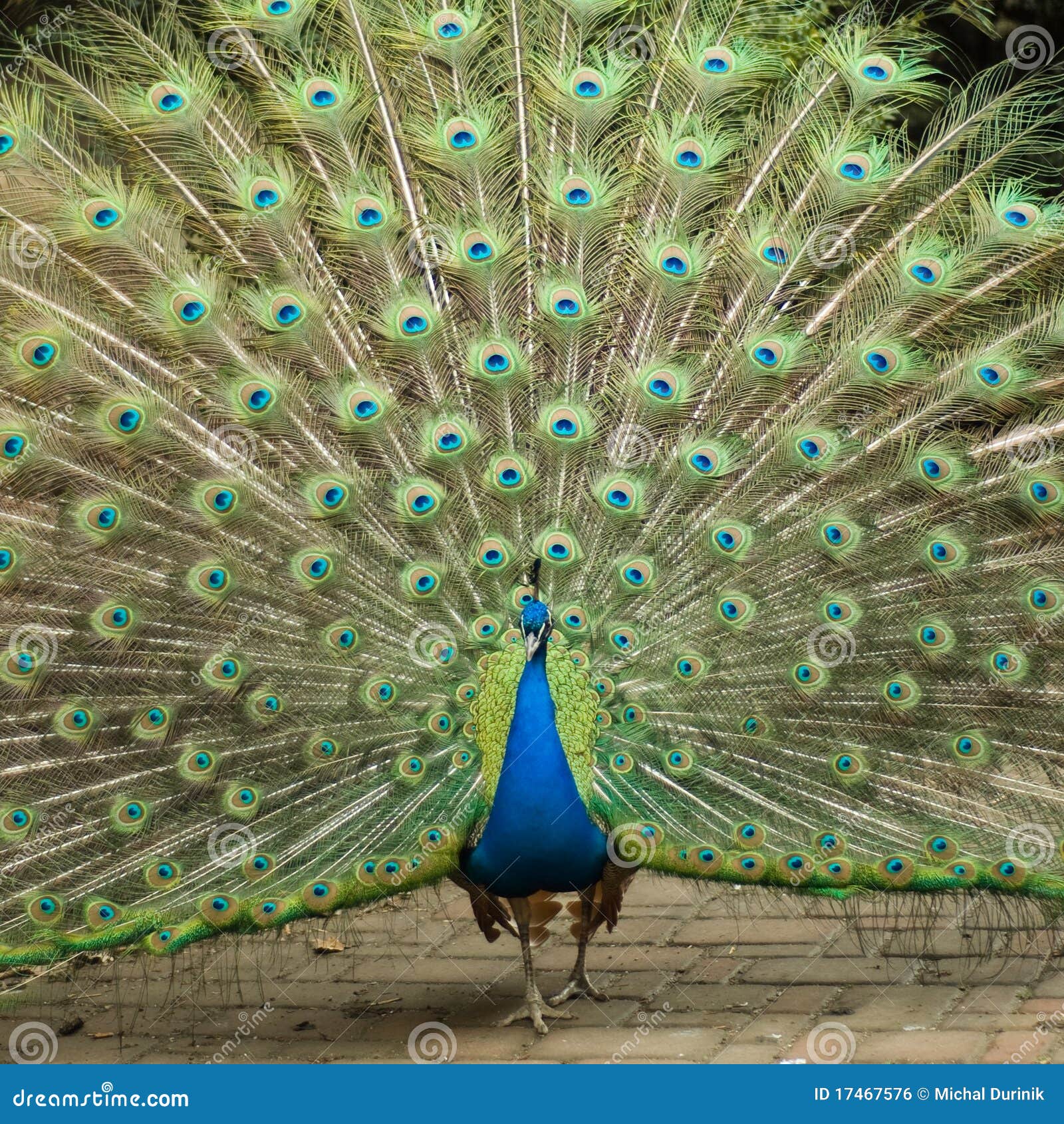 Peacock with large tail stock photo. Image of blue, iridescent - 17467576