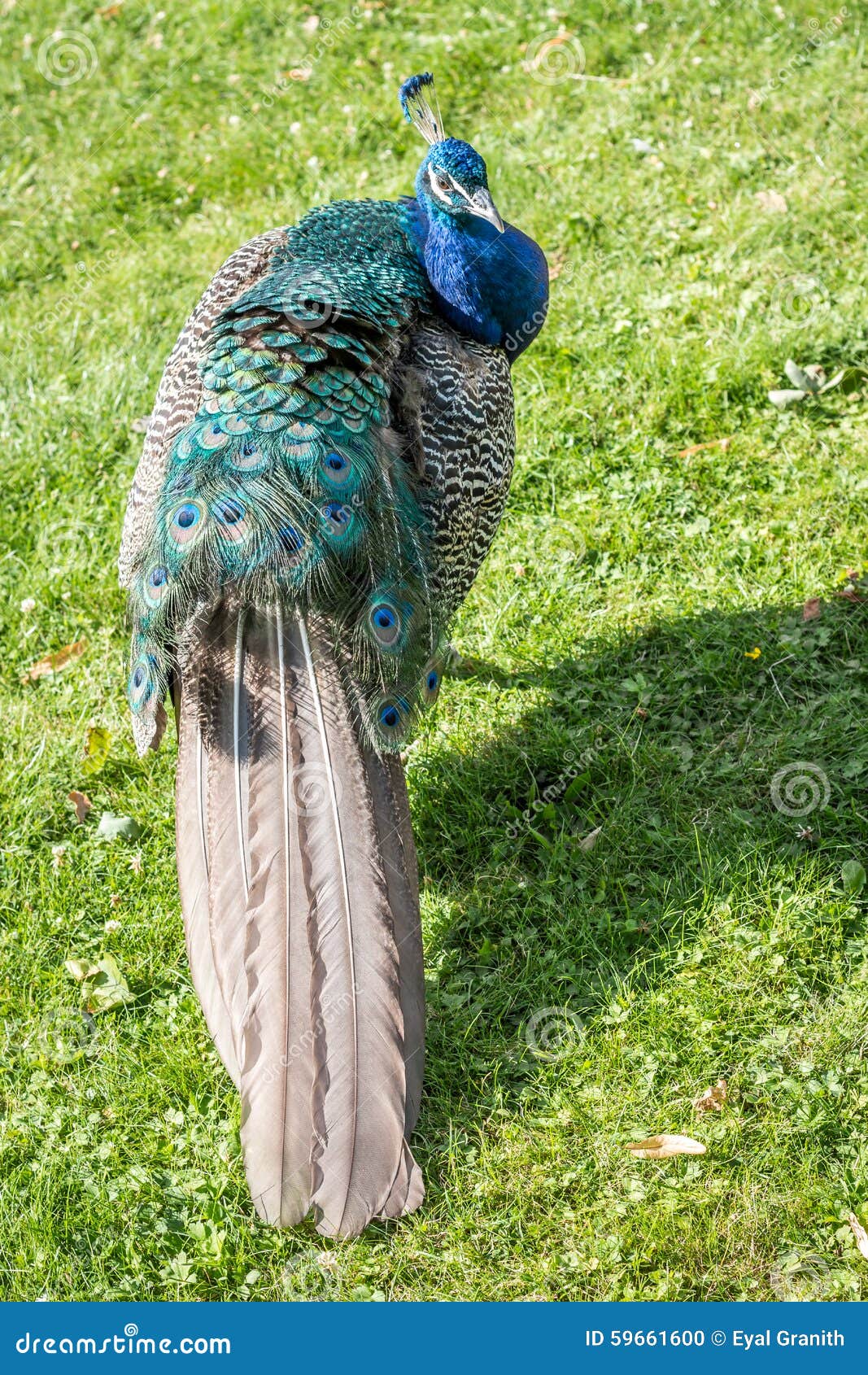 Peacock on the lawn stock photo. Image of colour, colorful - 59661600