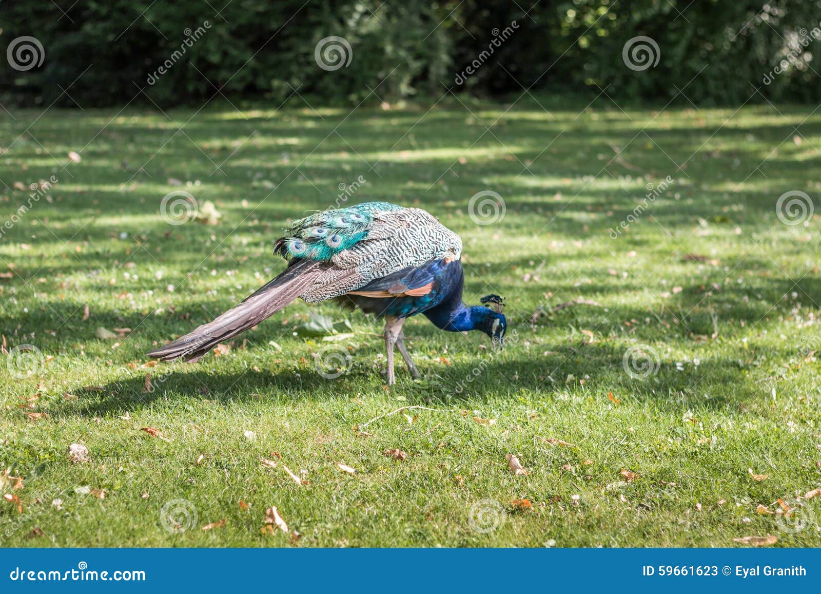 Peacock on the lawn stock image. Image of grass, park - 59661623