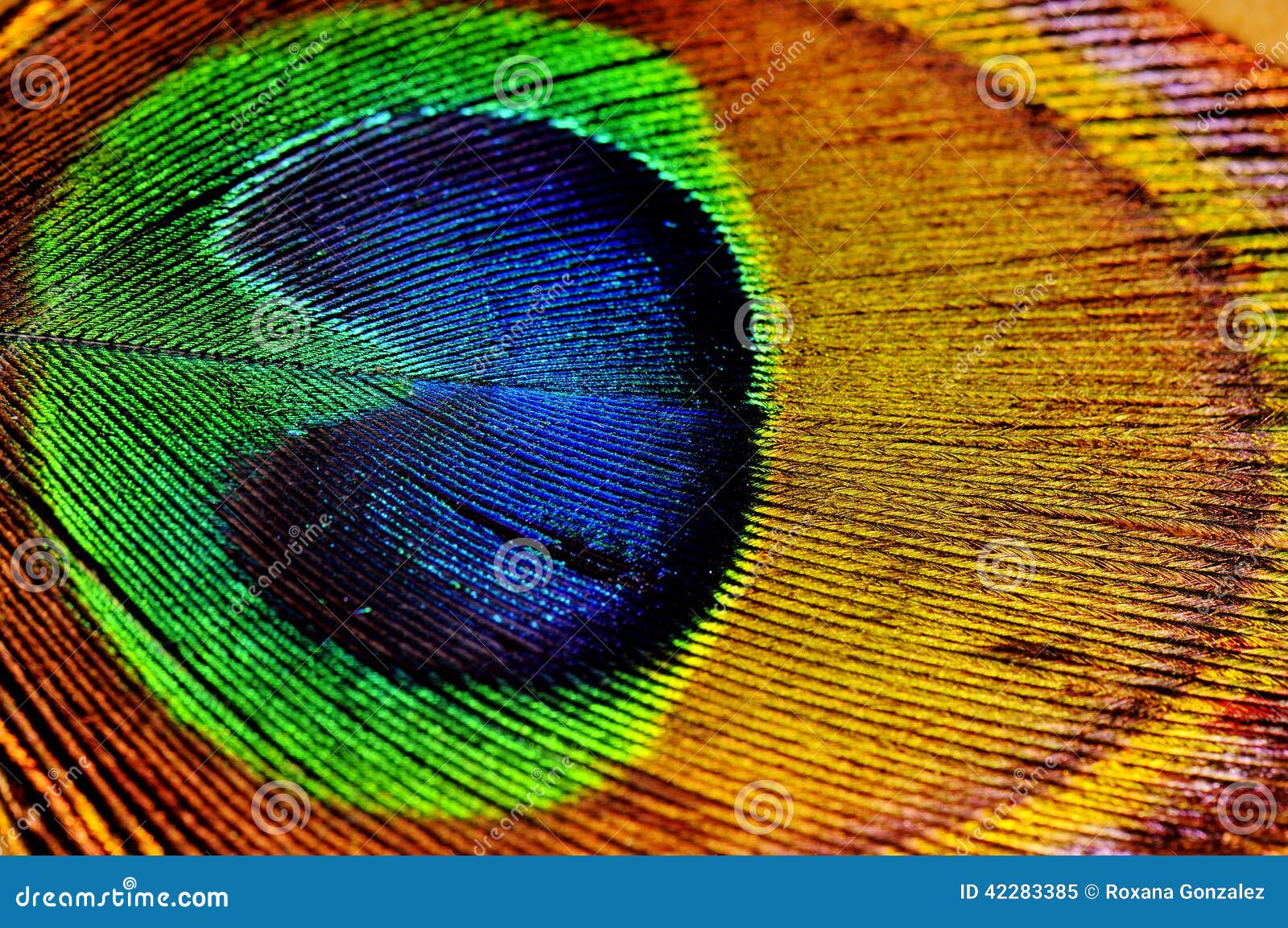 Peacock leaf detail stock image. Image of bold, beautiful - 42283385