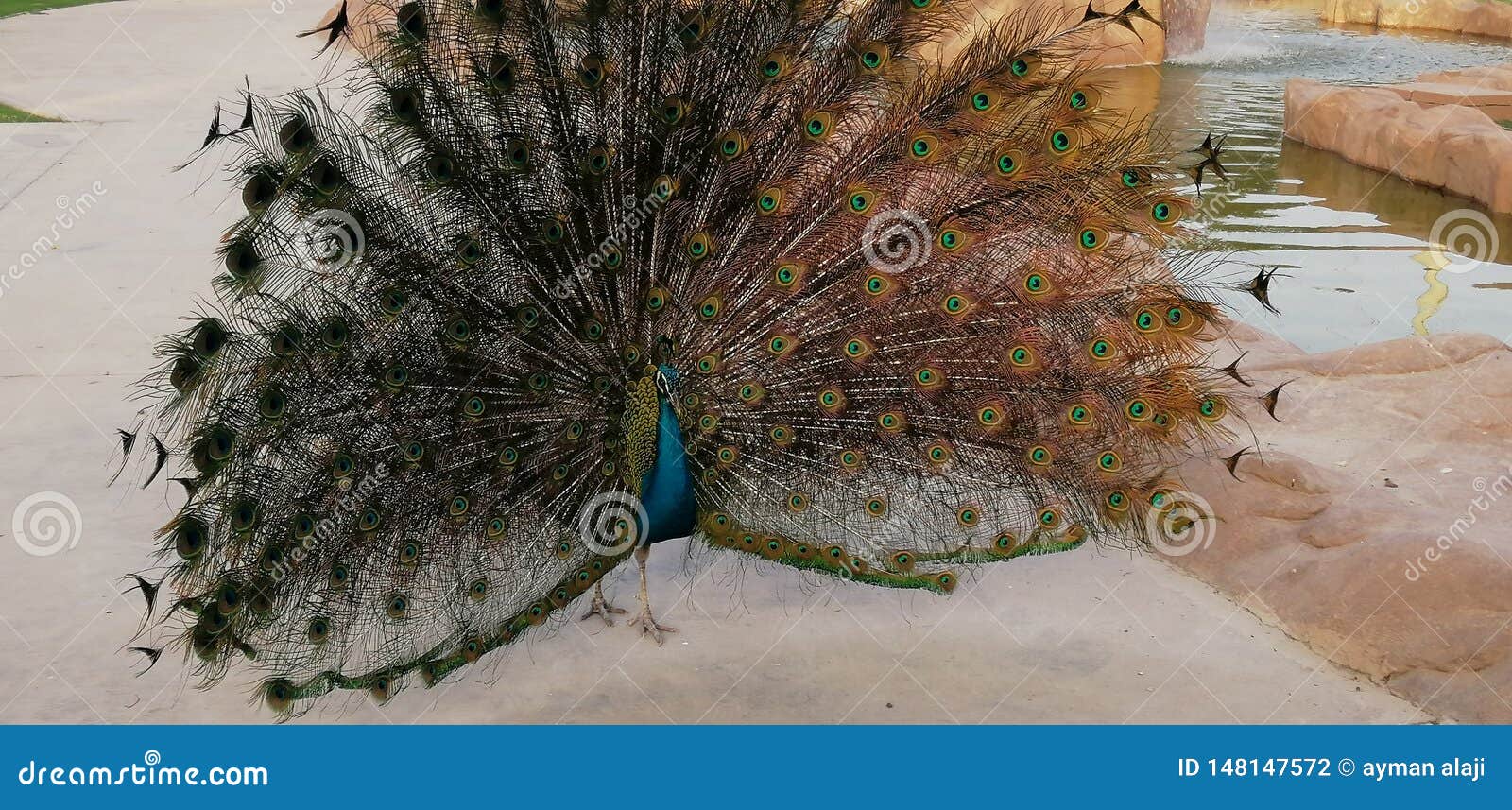 Peacock stock photo. Image of quill, bird, peacock, longfeather - 148147572