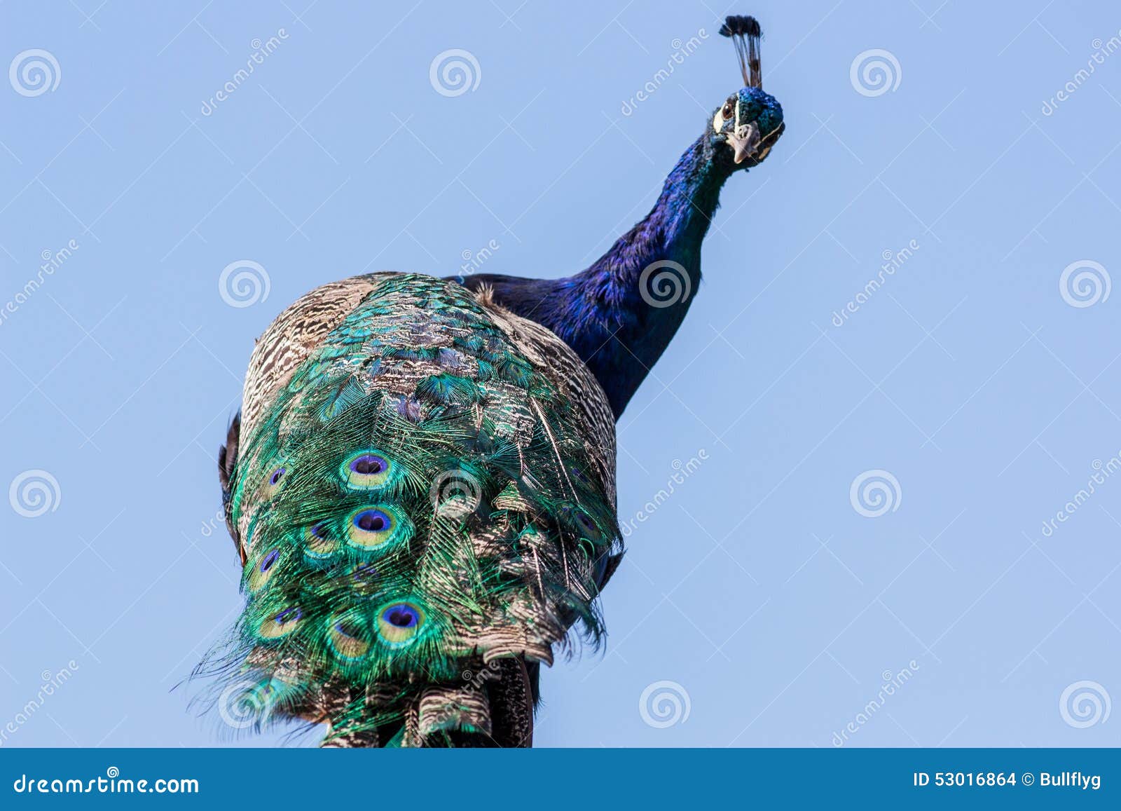 Peacock stock photo. Image of peacock, colorful, angry - 53016864