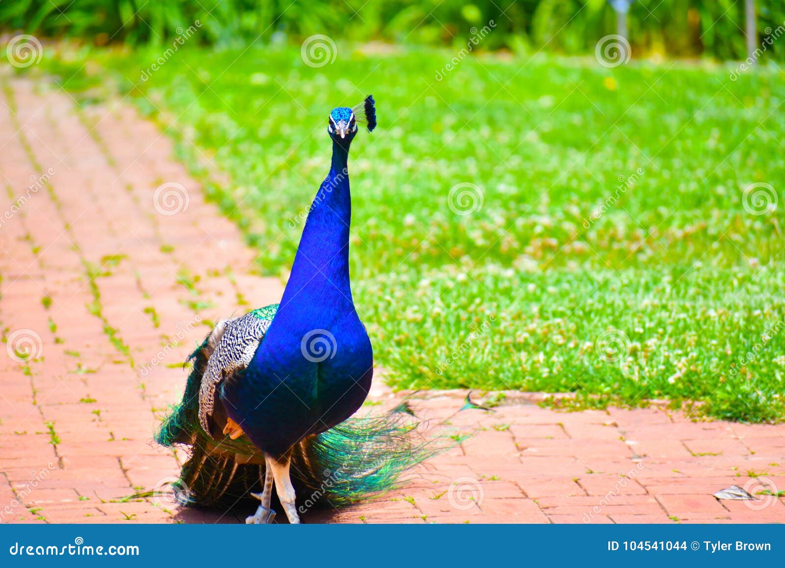 Peacock Looking at Camera in Nature Stock Photo - Image of straight ...