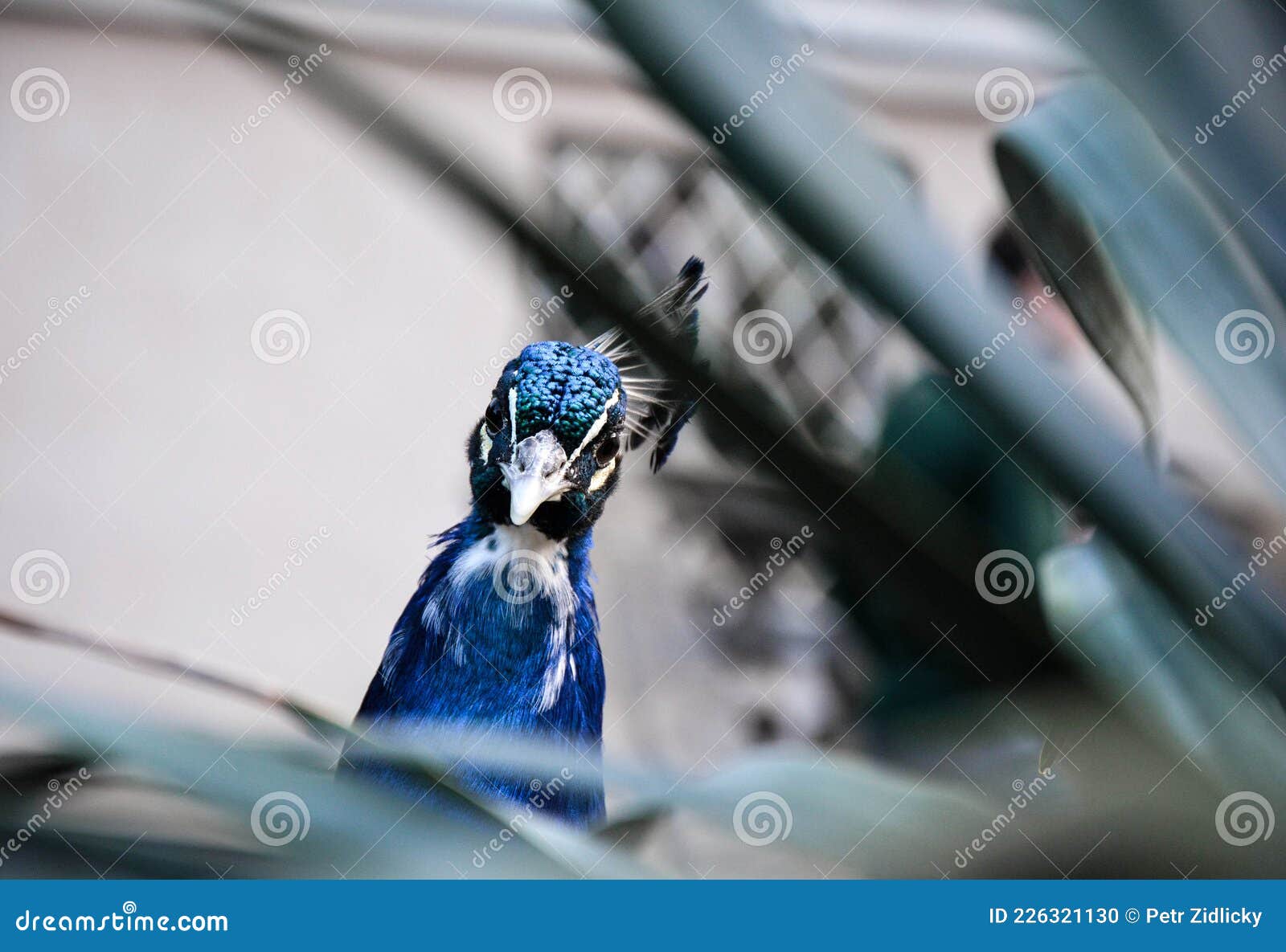 Peacock Looking Directly into the Camera Lens Stock Photo - Image of ...