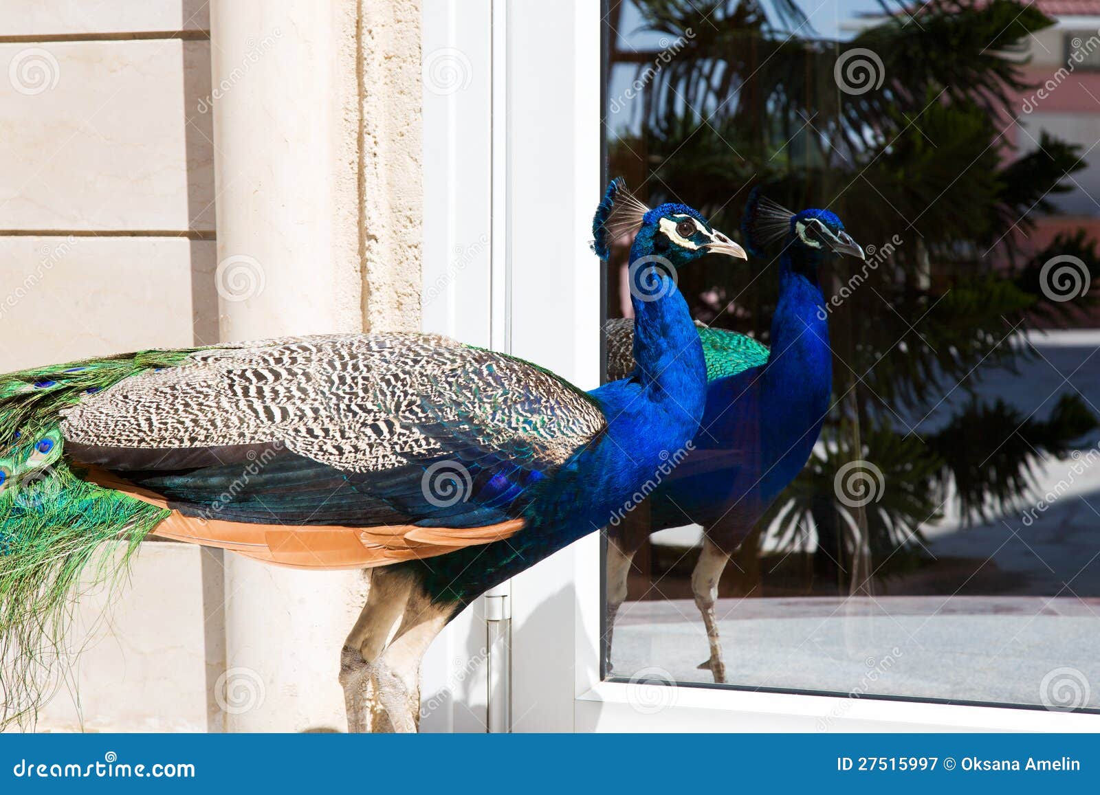 Peacock Looks in the Mirror. Stock Image - Image of feather, bird: 27515997