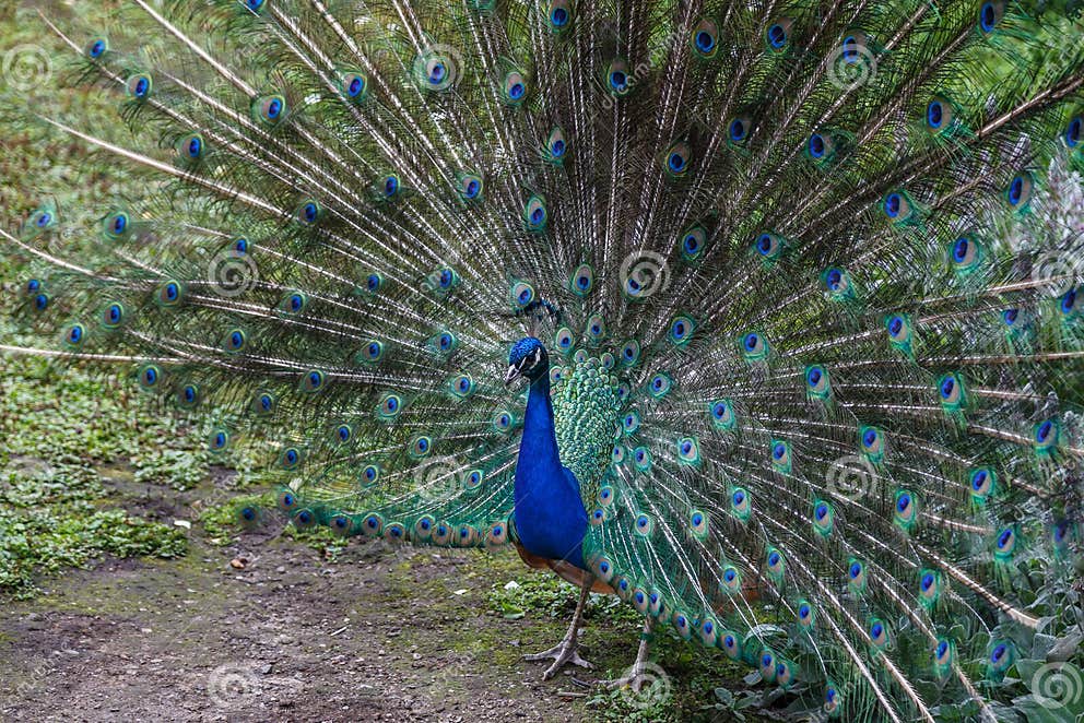 Peacock Mail Showing His Beautiful Tail Stock Photo - Image of blue ...