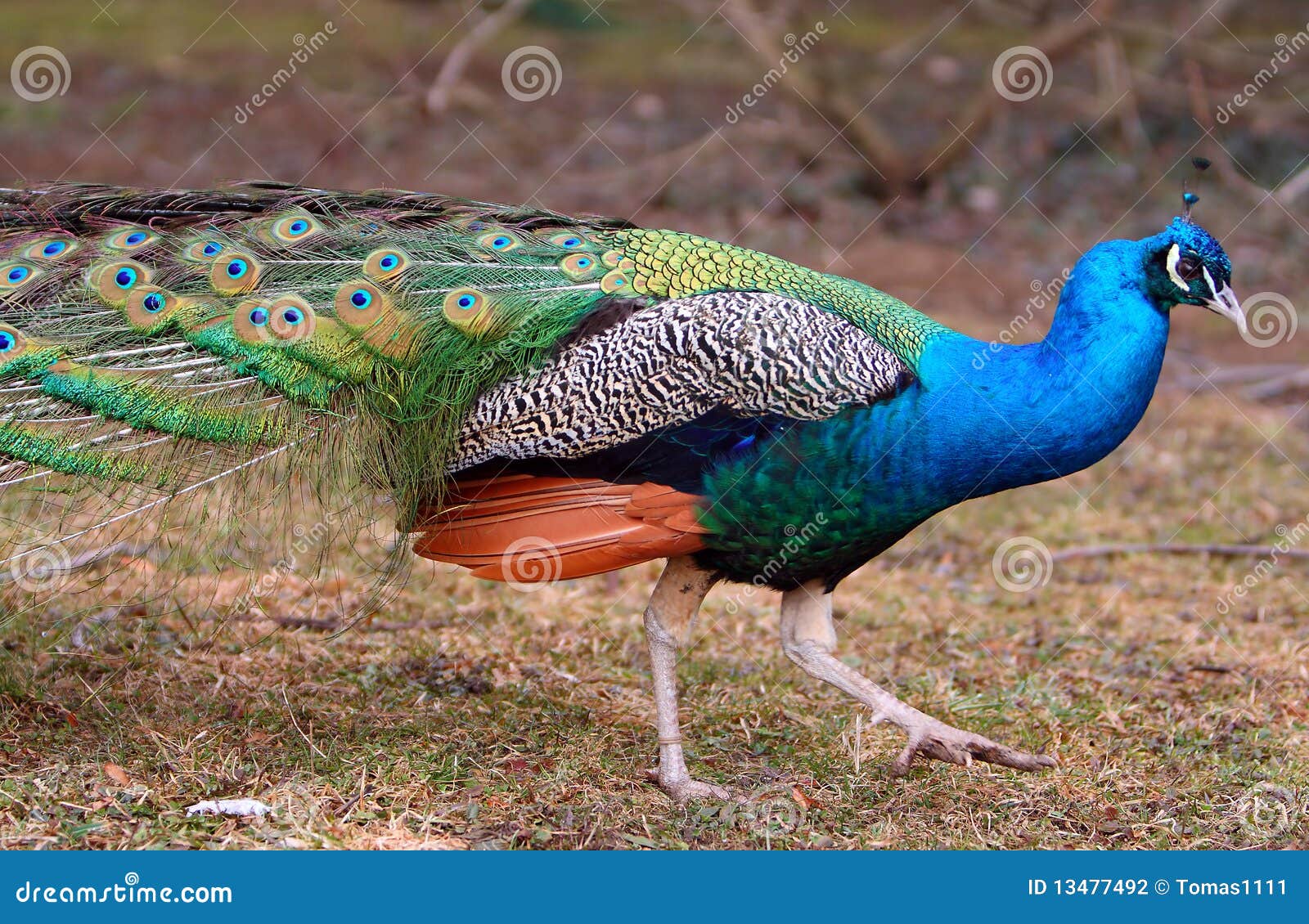 Peacock - male stock photo. Image of display, blue, nature - 13477492