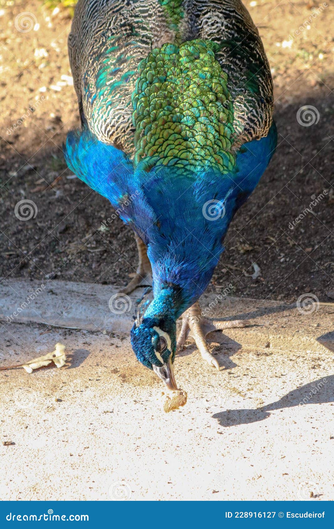 Peacock Male. stock image. Image of peacock, rural, light - 228916127