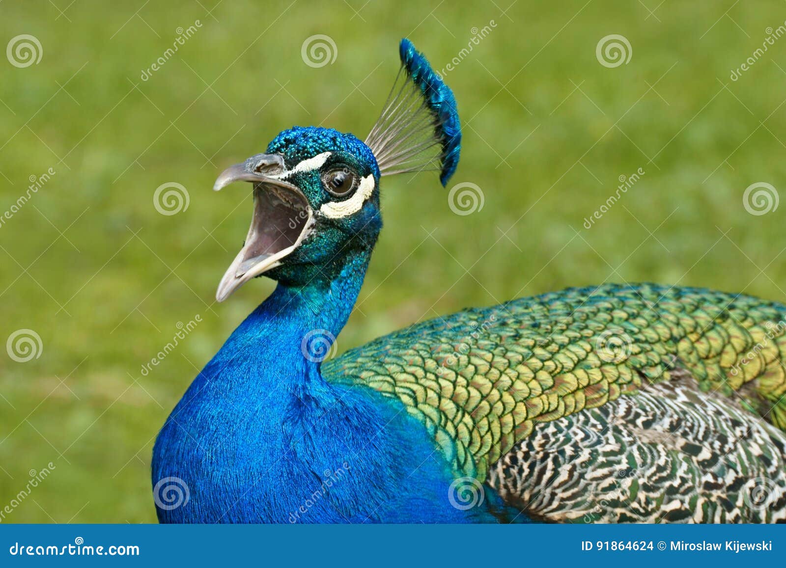 Peacock, Male Screaming in Nature Stock Photo - Image of peacock ...