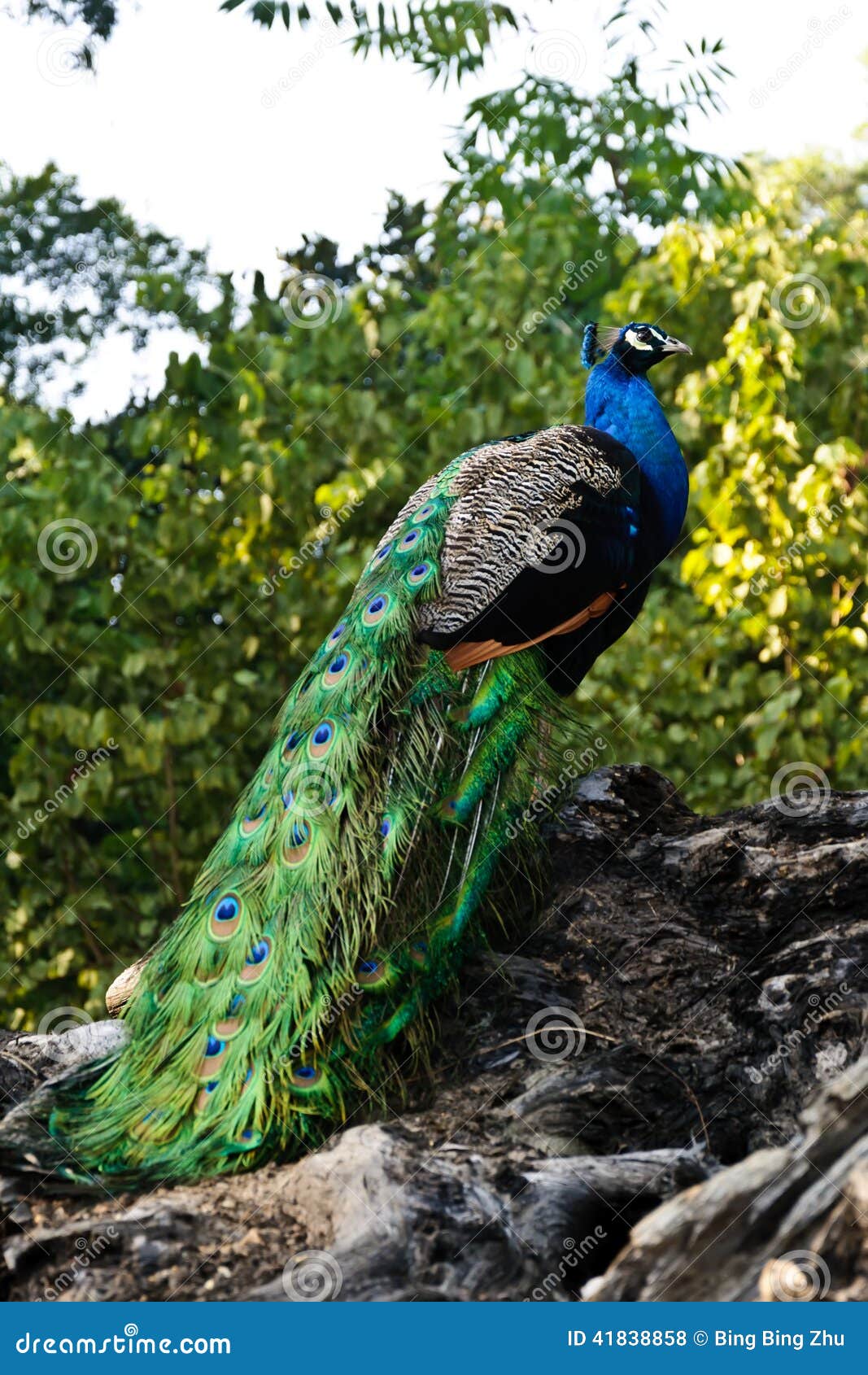 A peacock stock photo. Image of color, flares, courting - 41838858