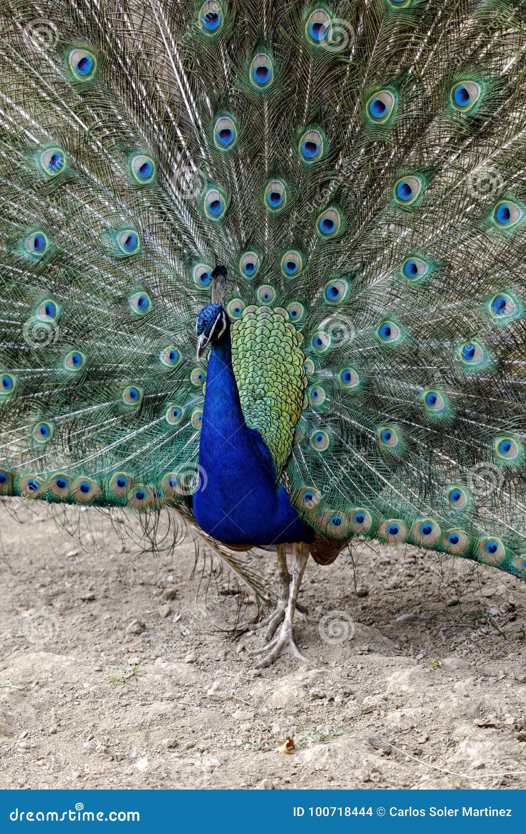 Real Turkey stock photo. Image of pavo, feather, green - 100718444