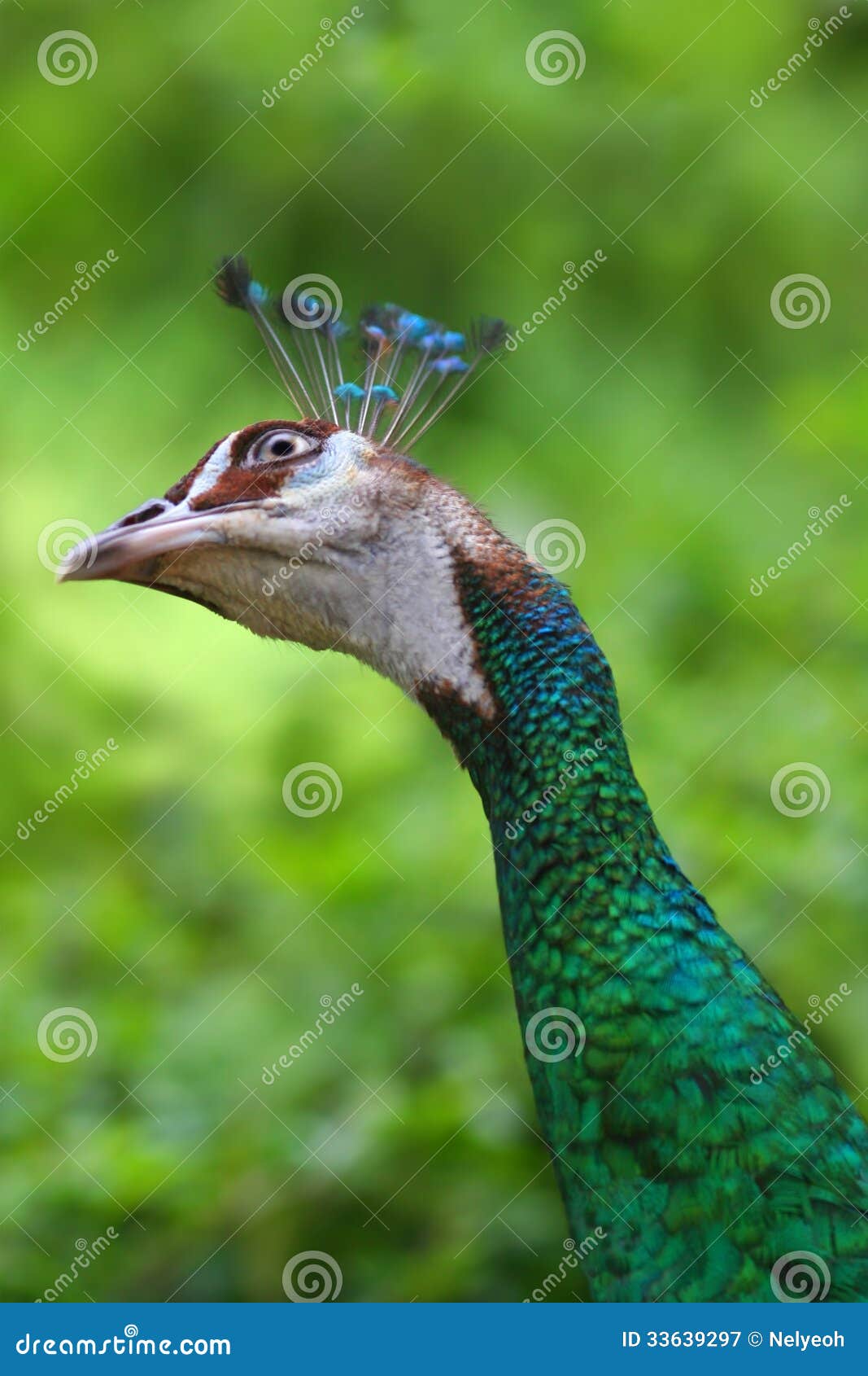 Peacock stock image. Image of nature, wildlife, peacock - 33639297
