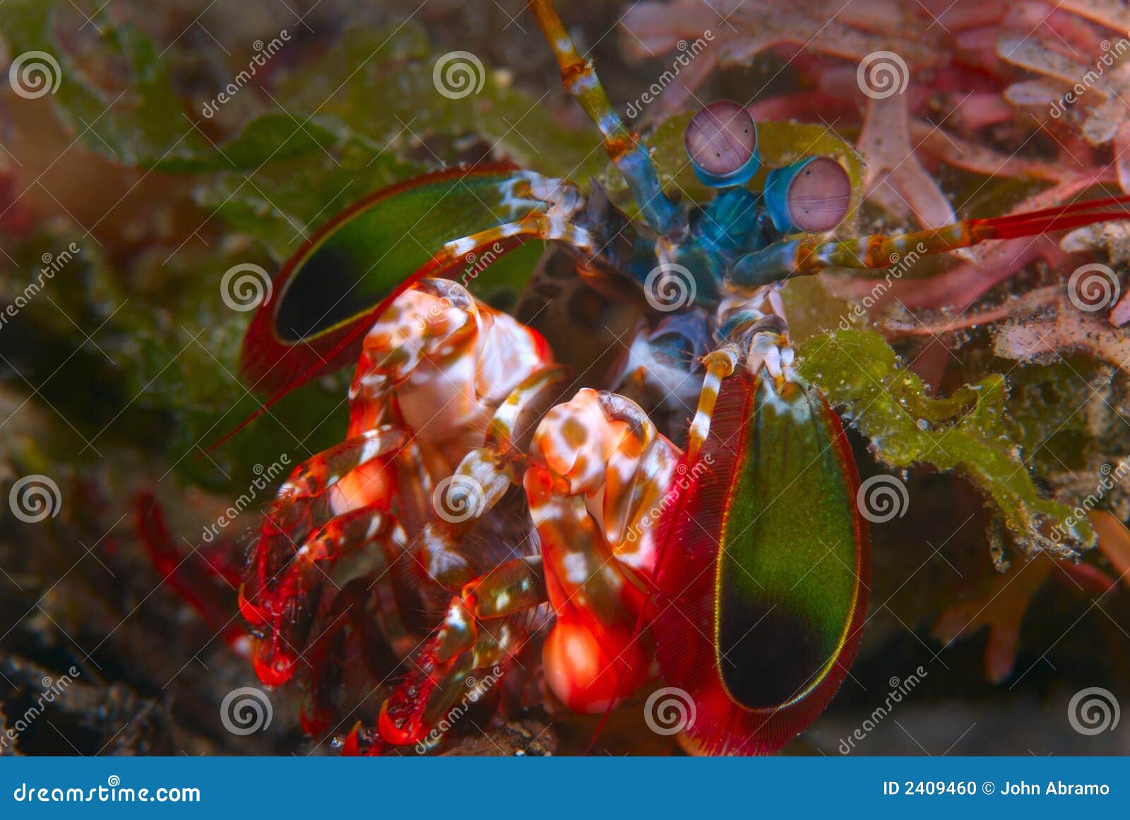 Peacock Mantis Shrimp stock photo. Image of underwater - 2409460