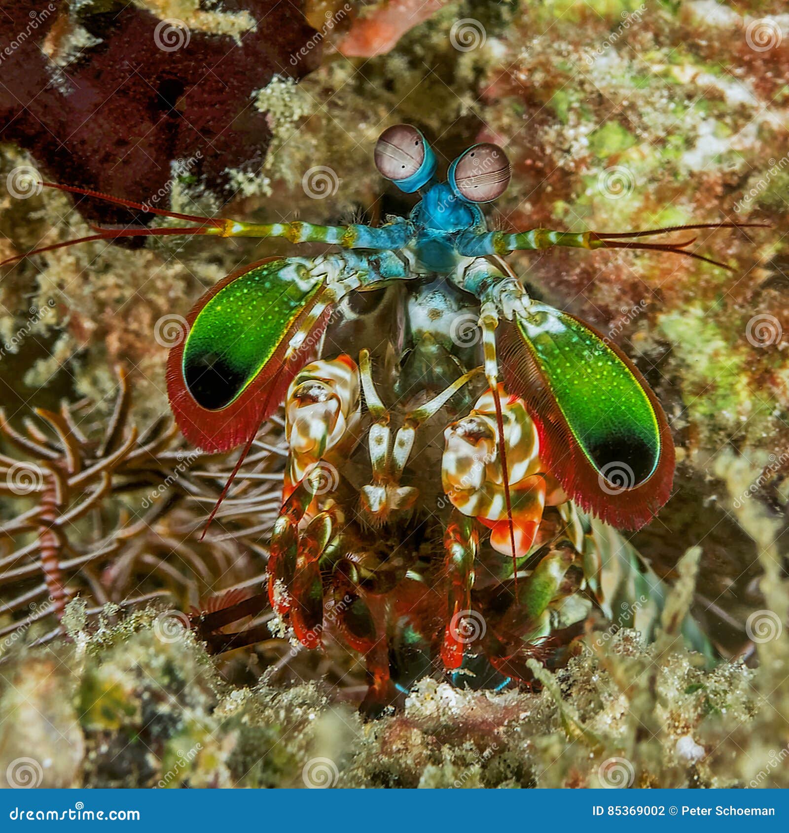 Peacock mantis shrimp stock photo. Image of harlequin - 85369002