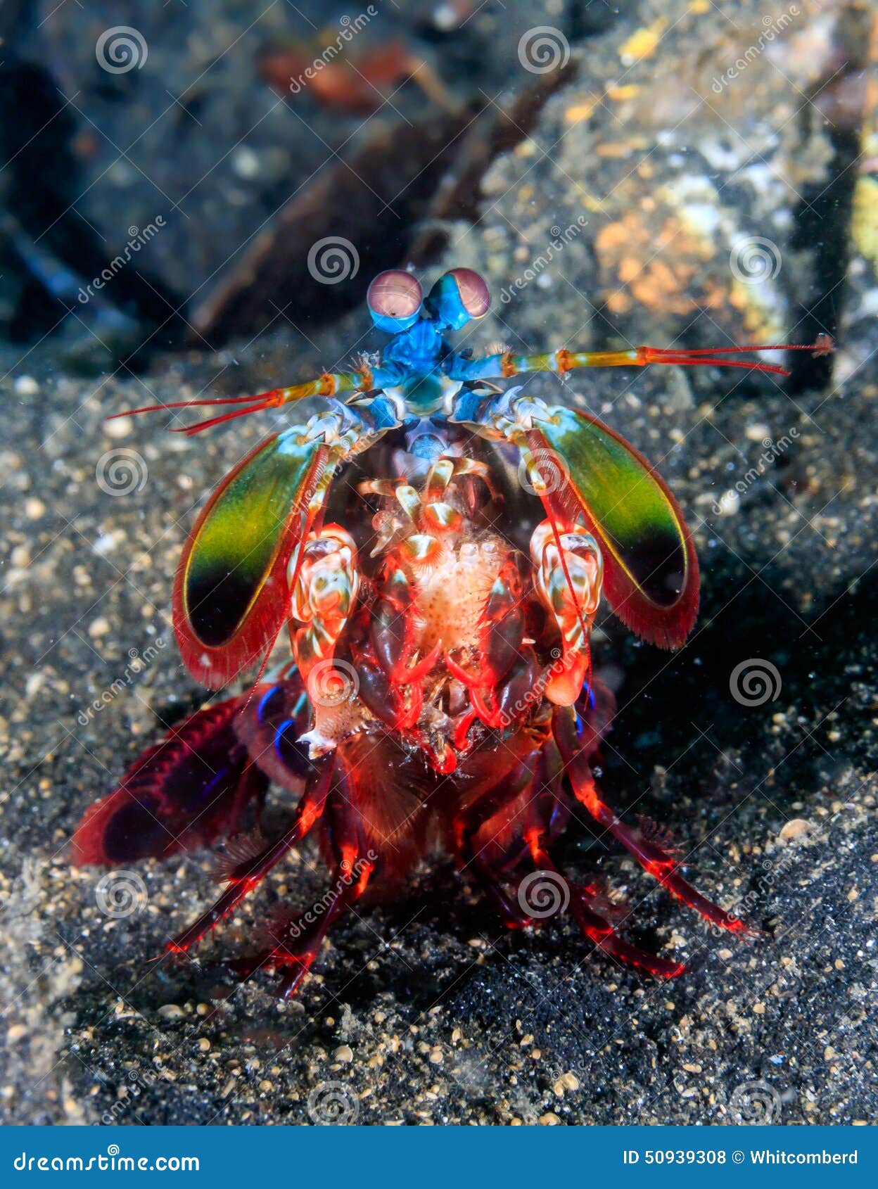 Peacock Mantis Shrimp Gets Out Of His Burrow. Underwater Macro ...