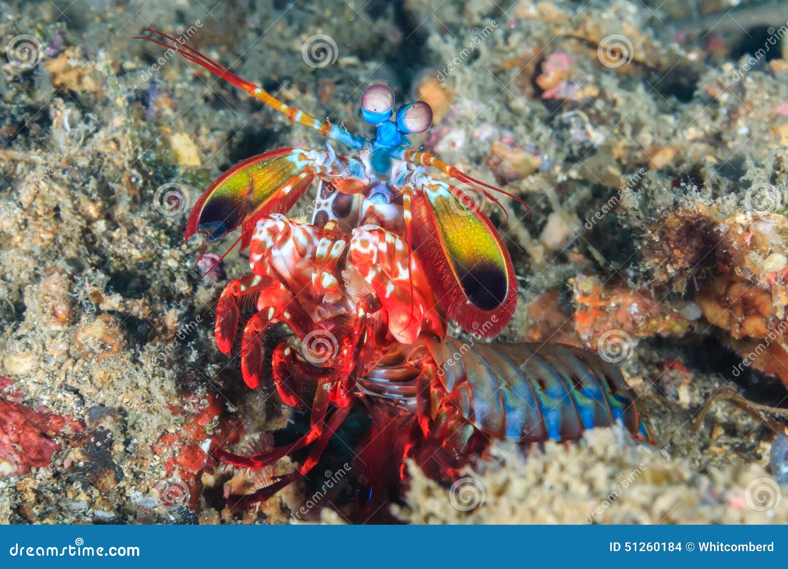 Peacock Mantis Shrimp Gets Out Of His Burrow. Underwater Macro ...