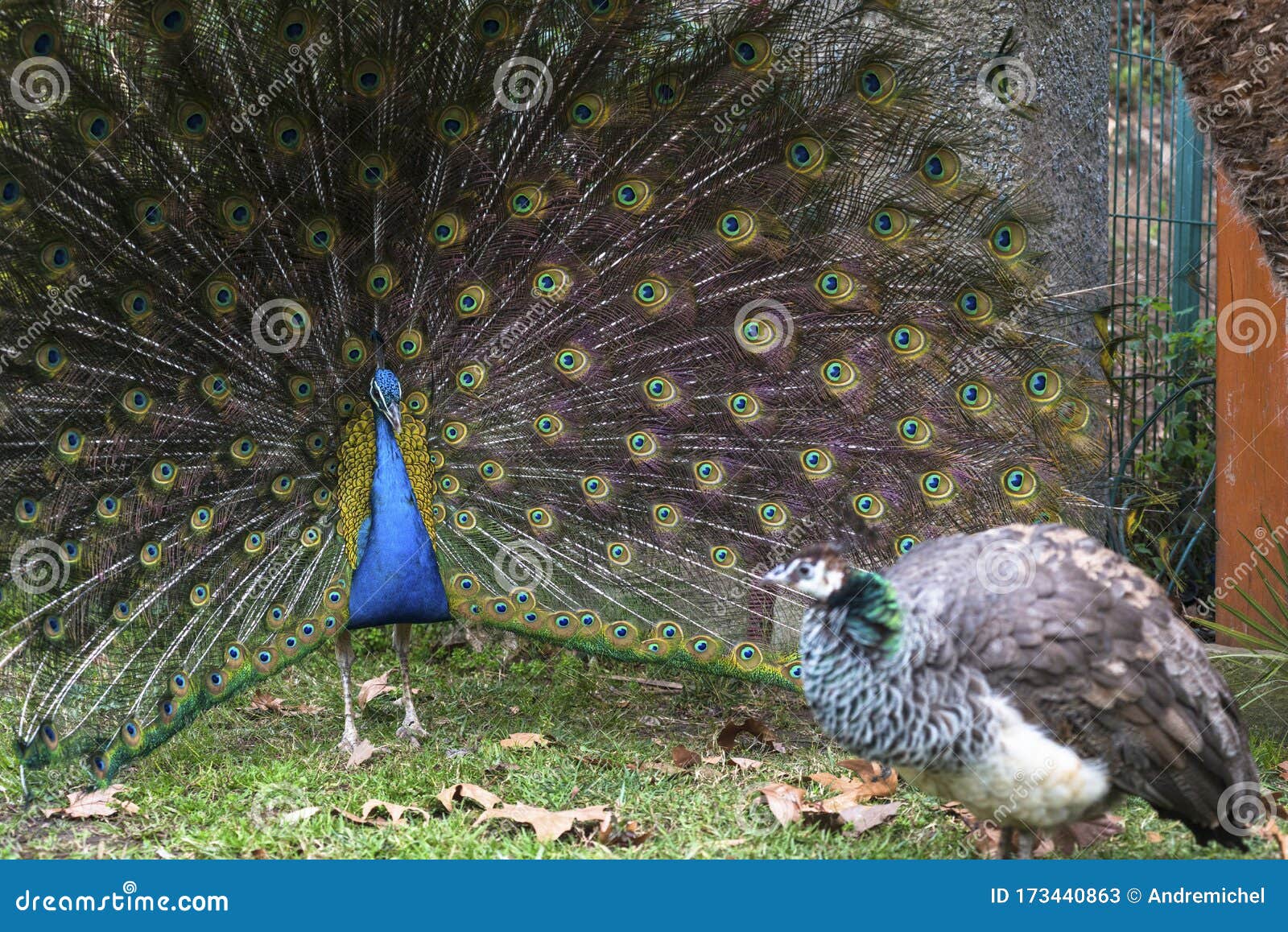 Peacock Dance Attracting Peahen Stock Photos - Free & Royalty-Free ...