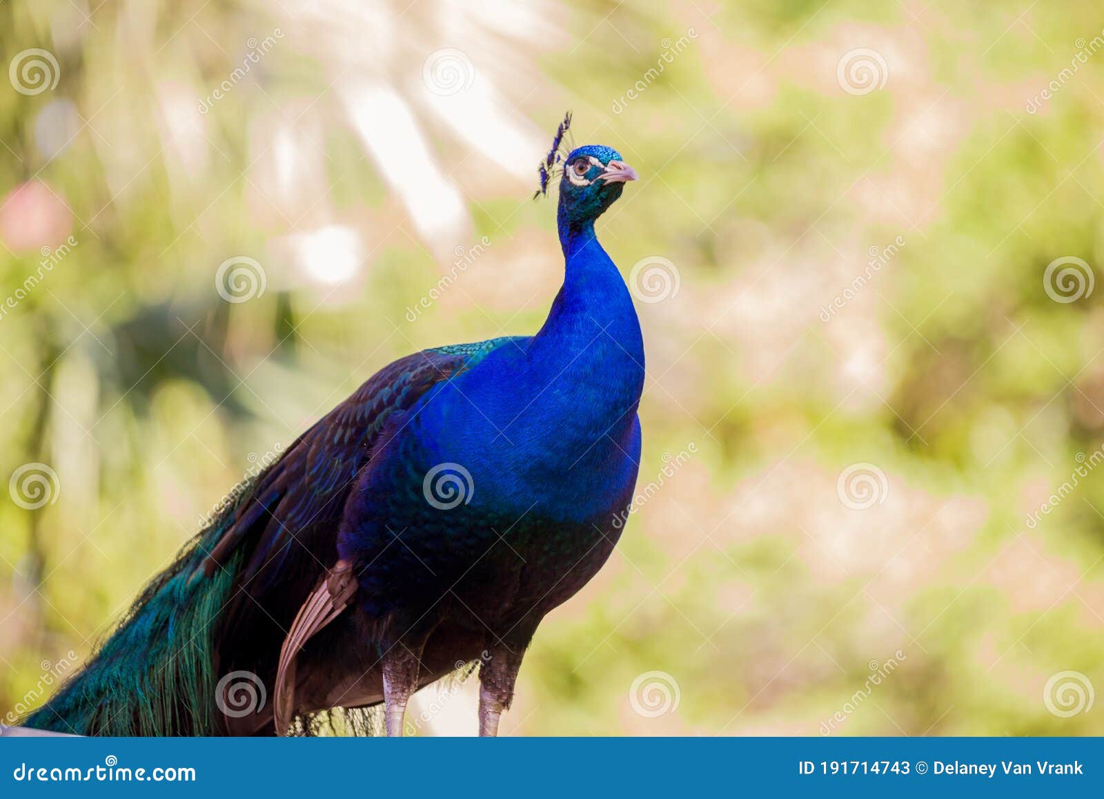 Peacock at Mayfield Park - Austin, Tx Stock Image - Image of large ...